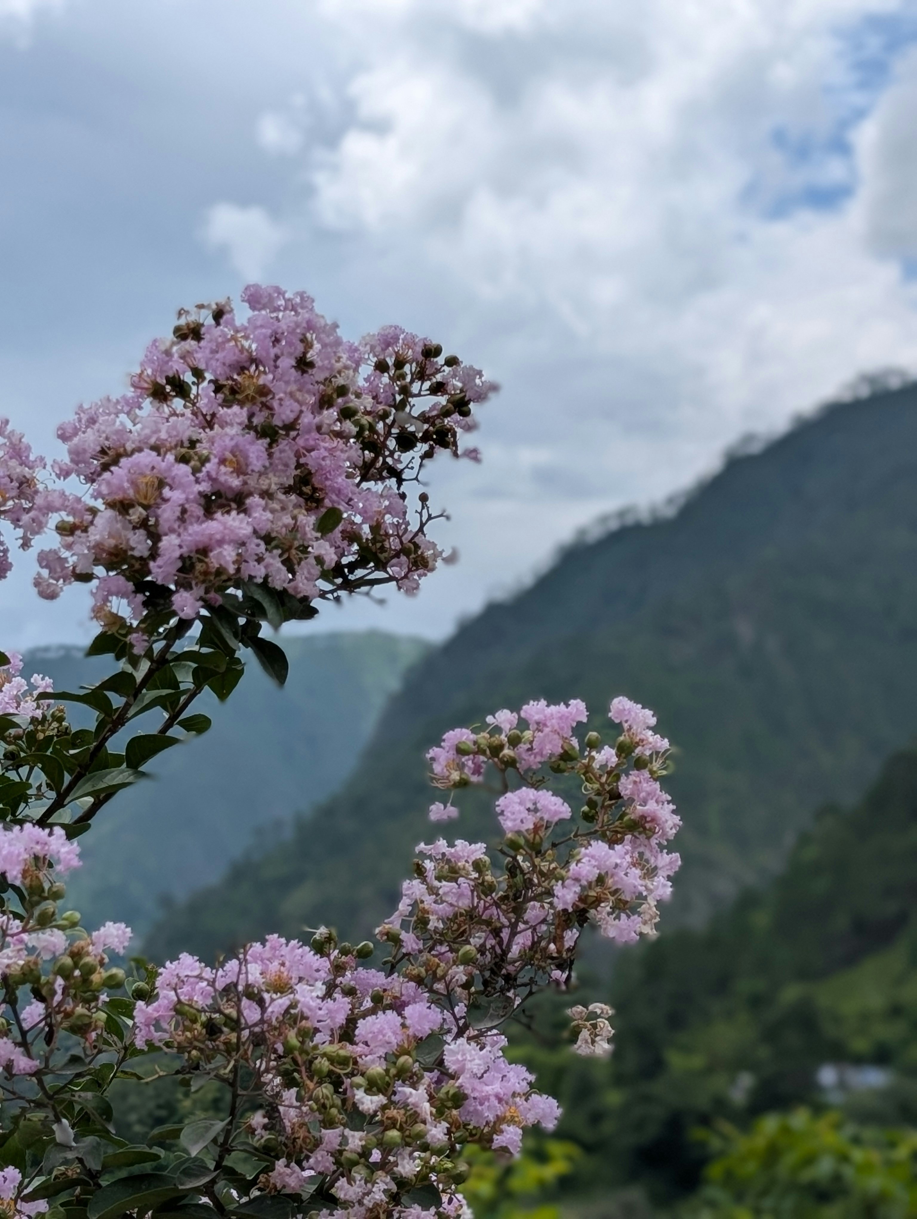 Pink blossoms in the valley haze