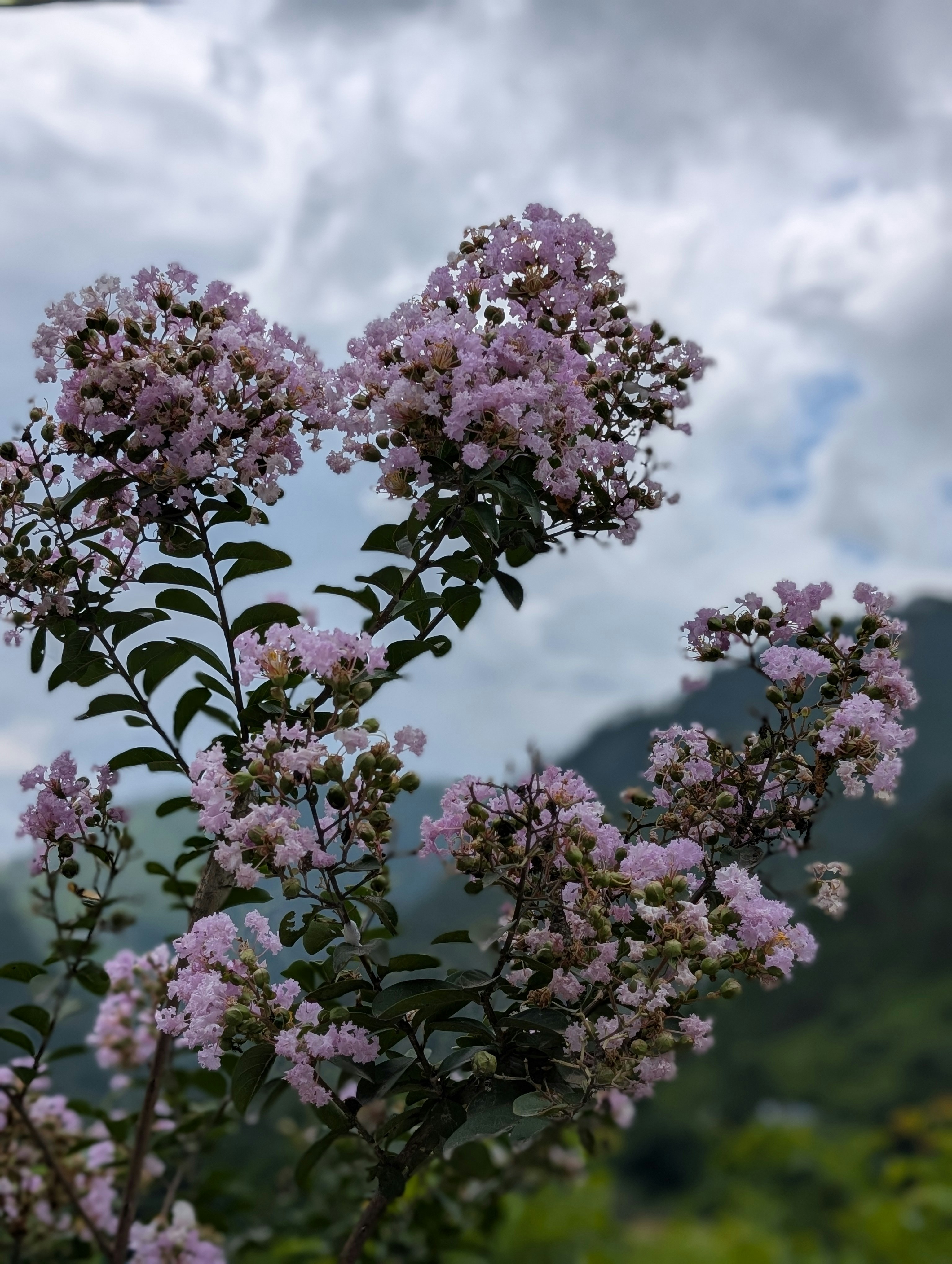 Soft Pink Blooms Reaching Toward a Cloudy Sky