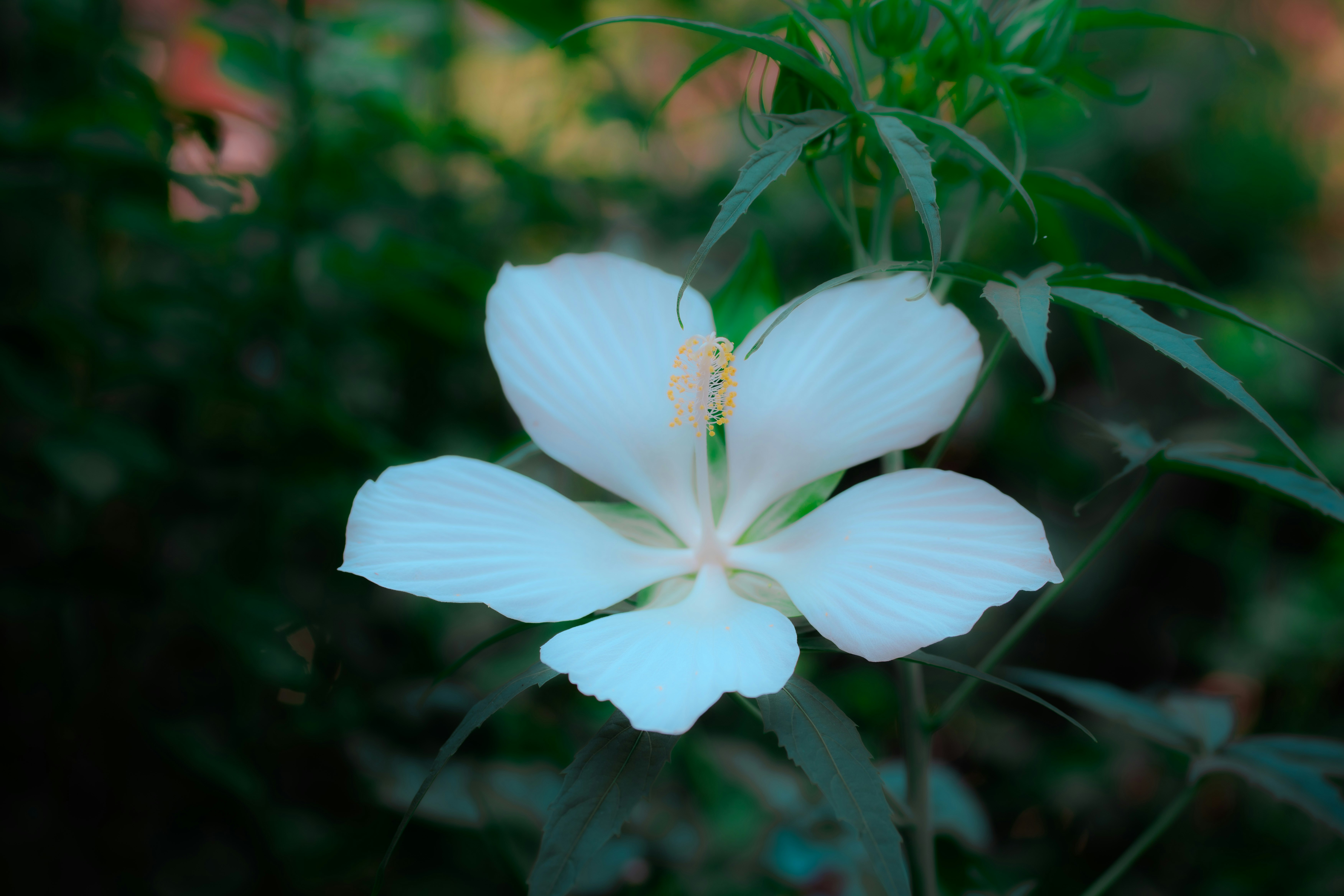 White blossom centered in a shadowed garden bed