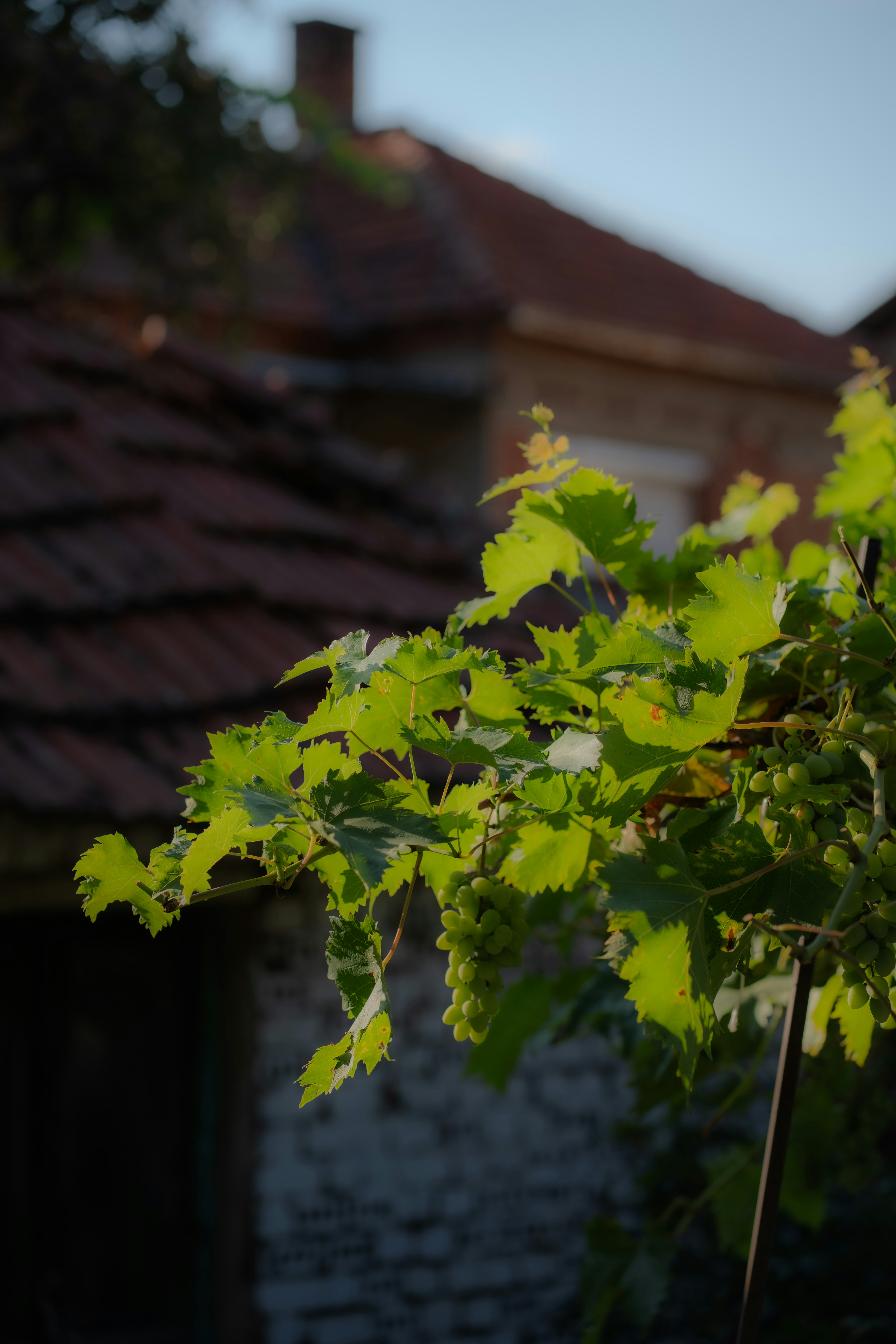 Vineyard Green: Sunlit Grapevines Frame a Quiet Rustic Roof