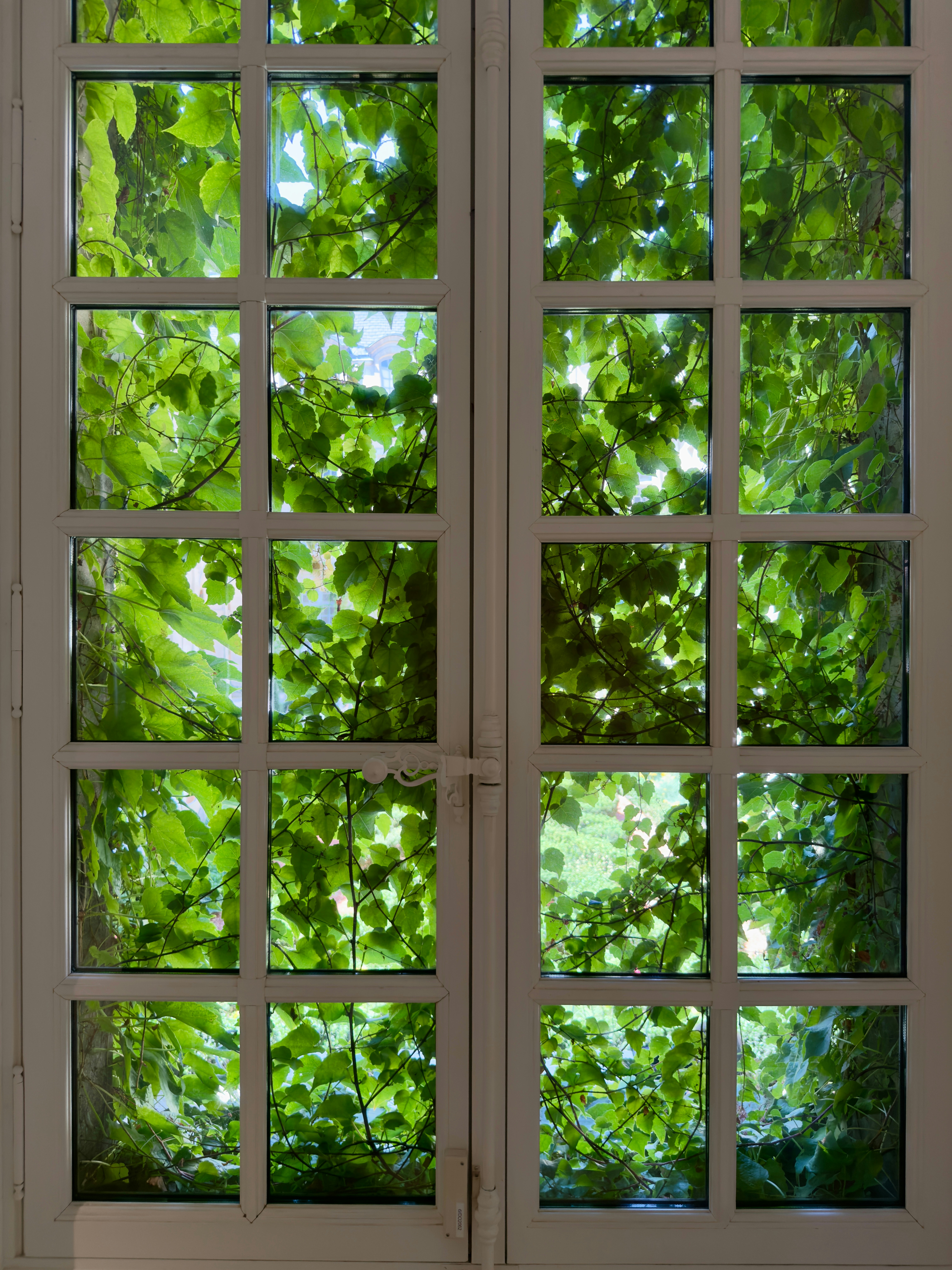 Verdant Grid: Sunlit Leaves Reflected in a Pair of Windowpanes