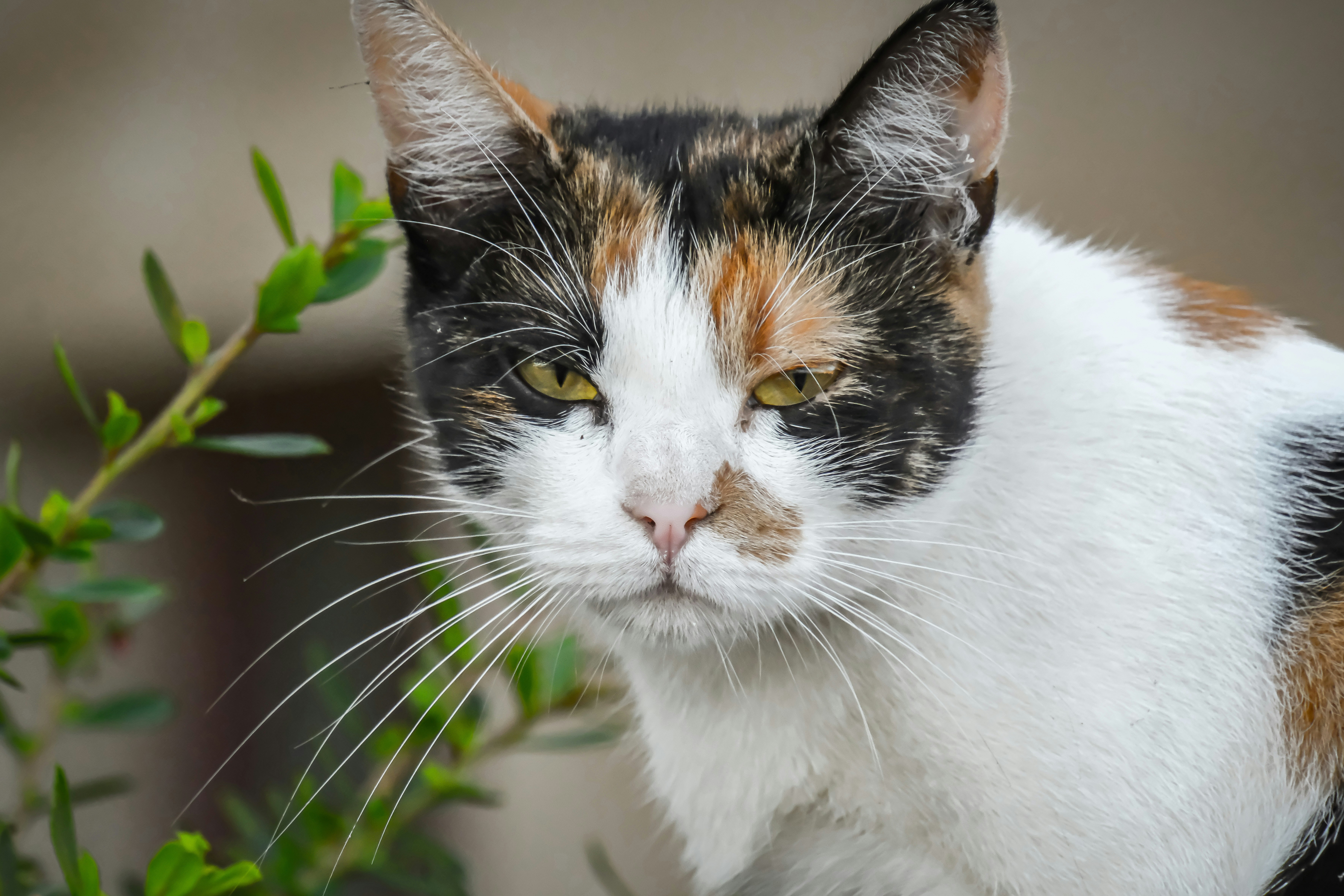 Calico Quiet: A Calm Cat with Piercing Gaze
