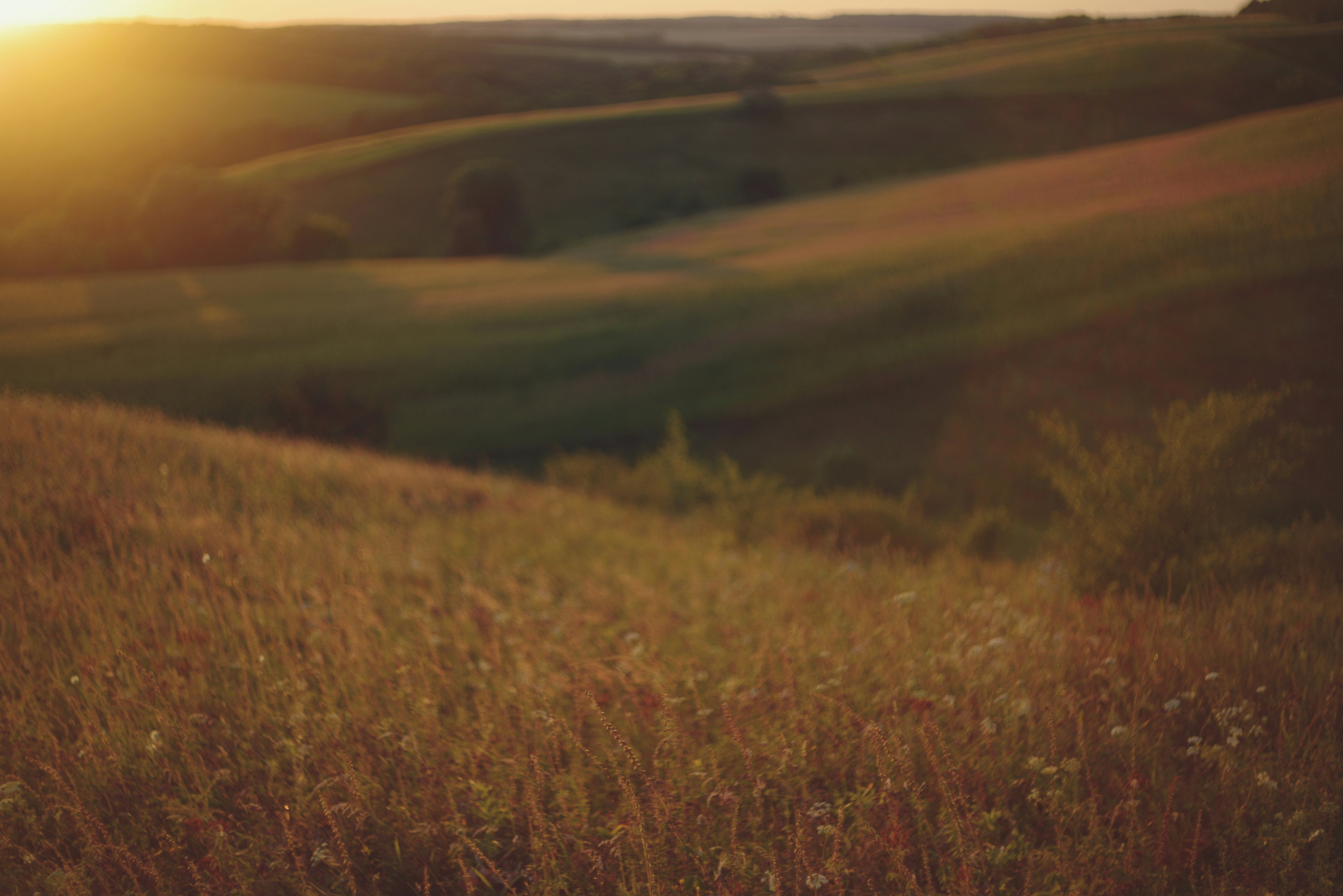 Golden Hills at Dusk: Quiet Light over Rolling Grasslands