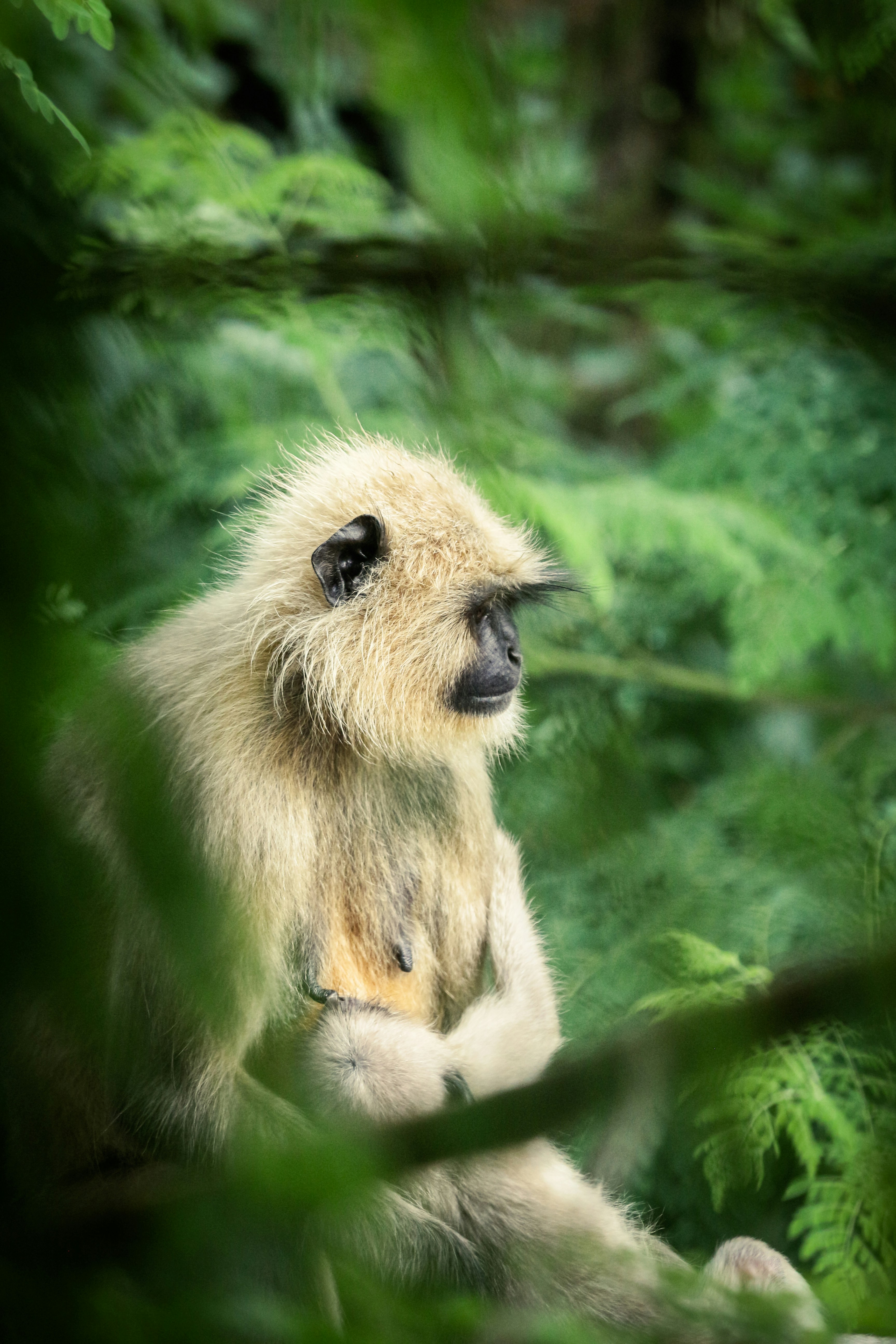 Primed in the Green: A Curious Vervet Pausing Beneath Fern Canopy