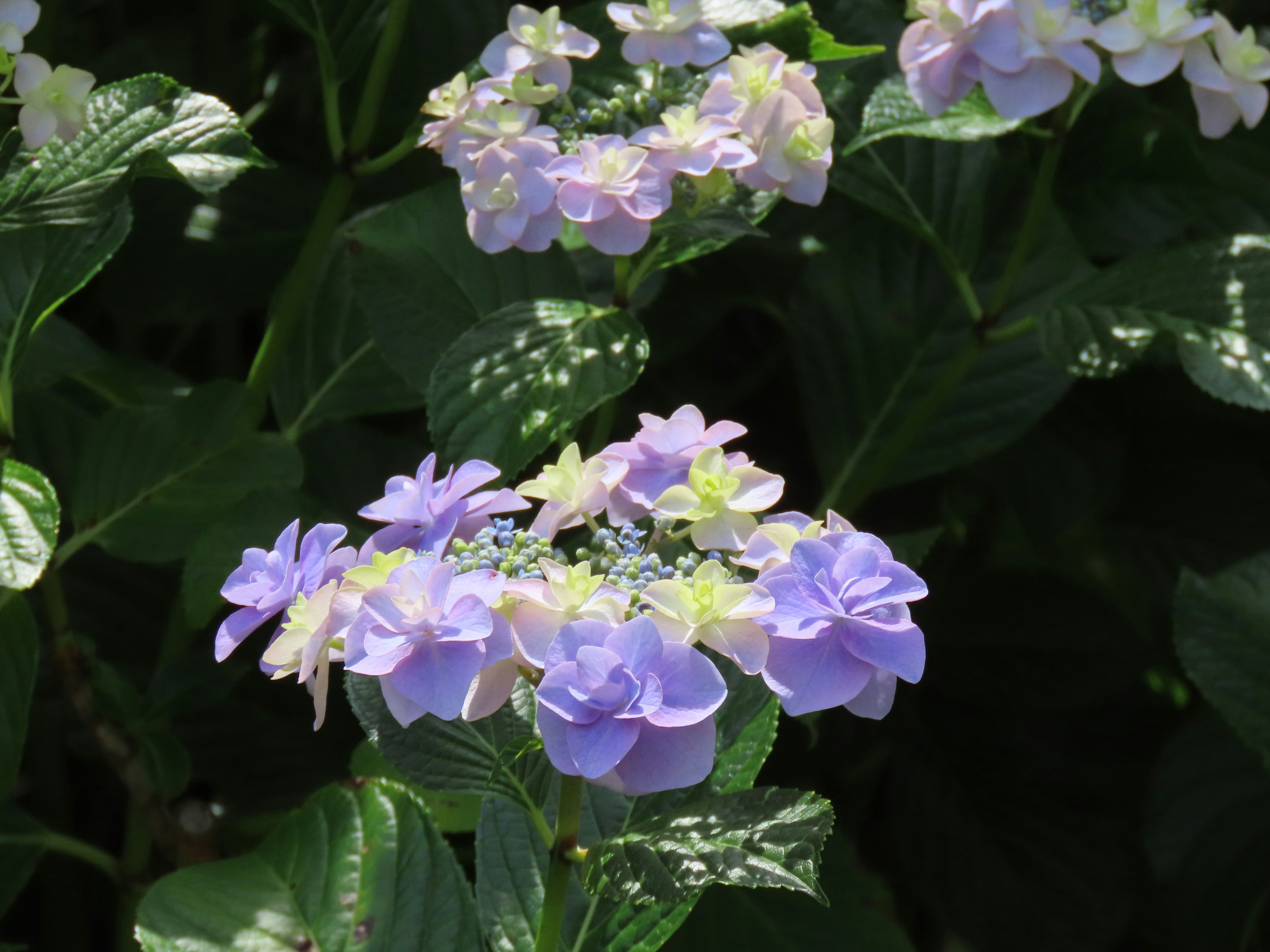 Lavender Hydrangea Cluster in Soft Afternoon Light