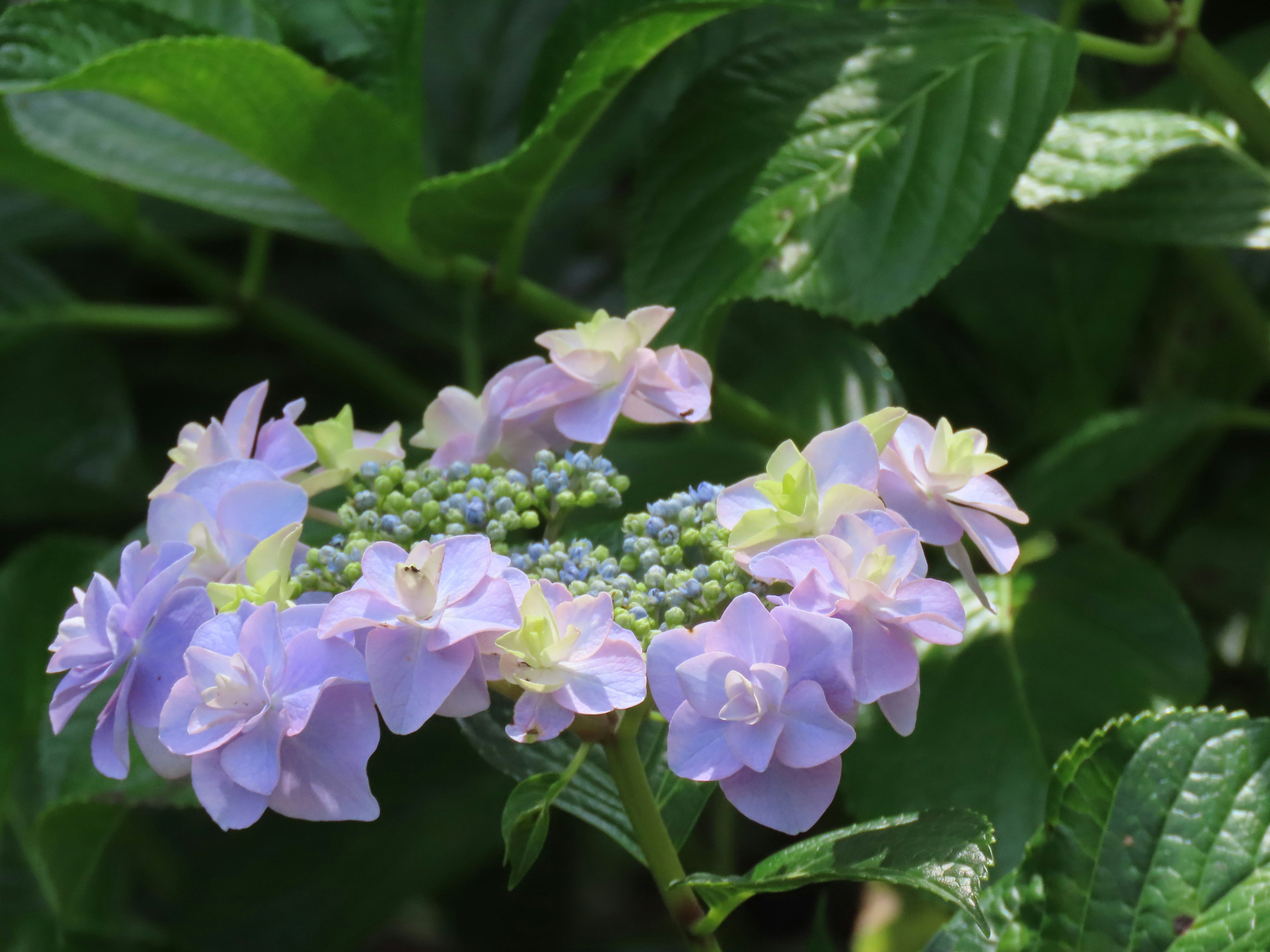 Lavender Hydrangea Bloom: Soft Pastel Heads Amid Dark Green Foliage