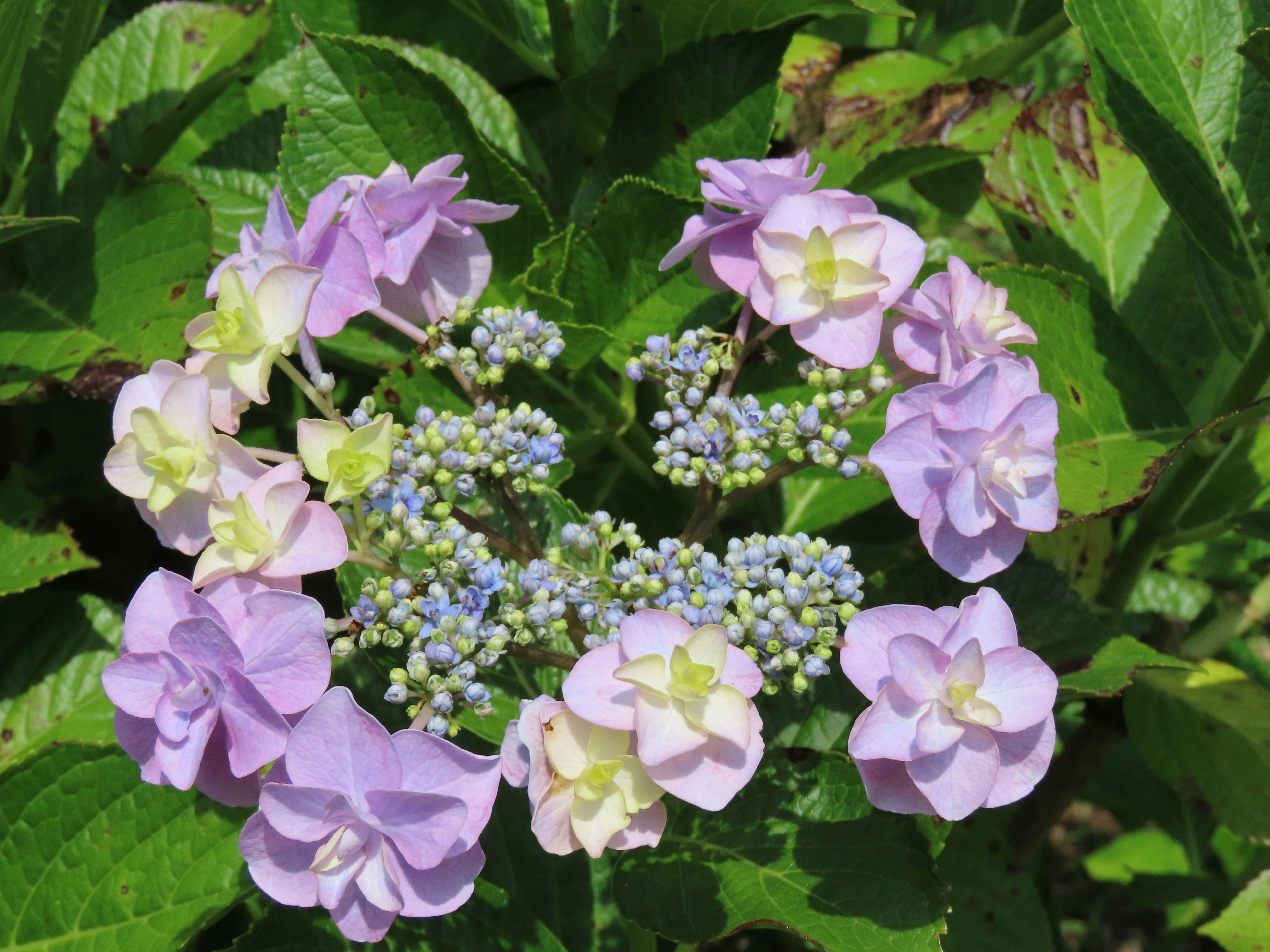 Pastel Hydrangea Bloom Circle