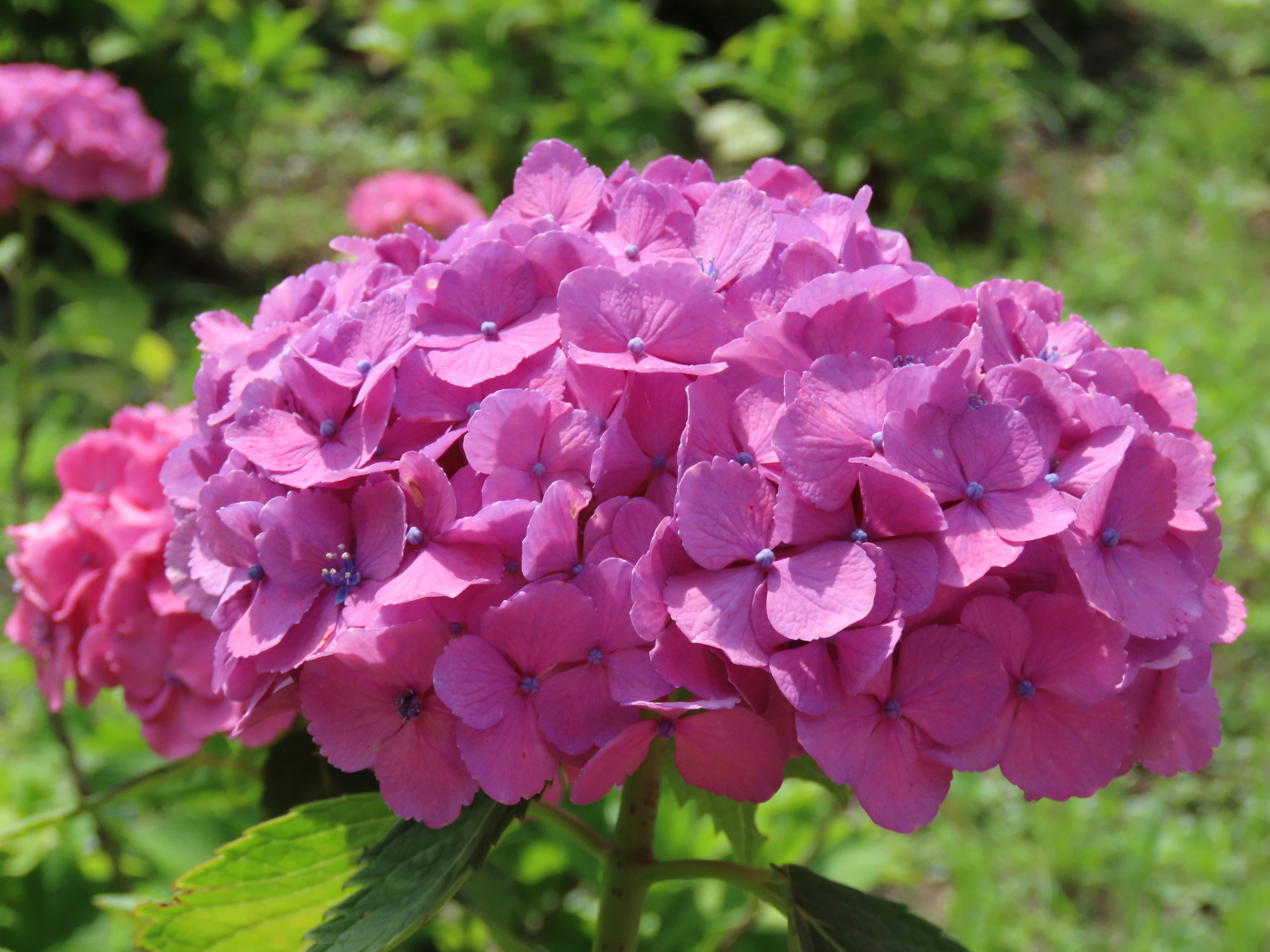Pink Hydrangea Bloom Clinched in Soft Focus Garden