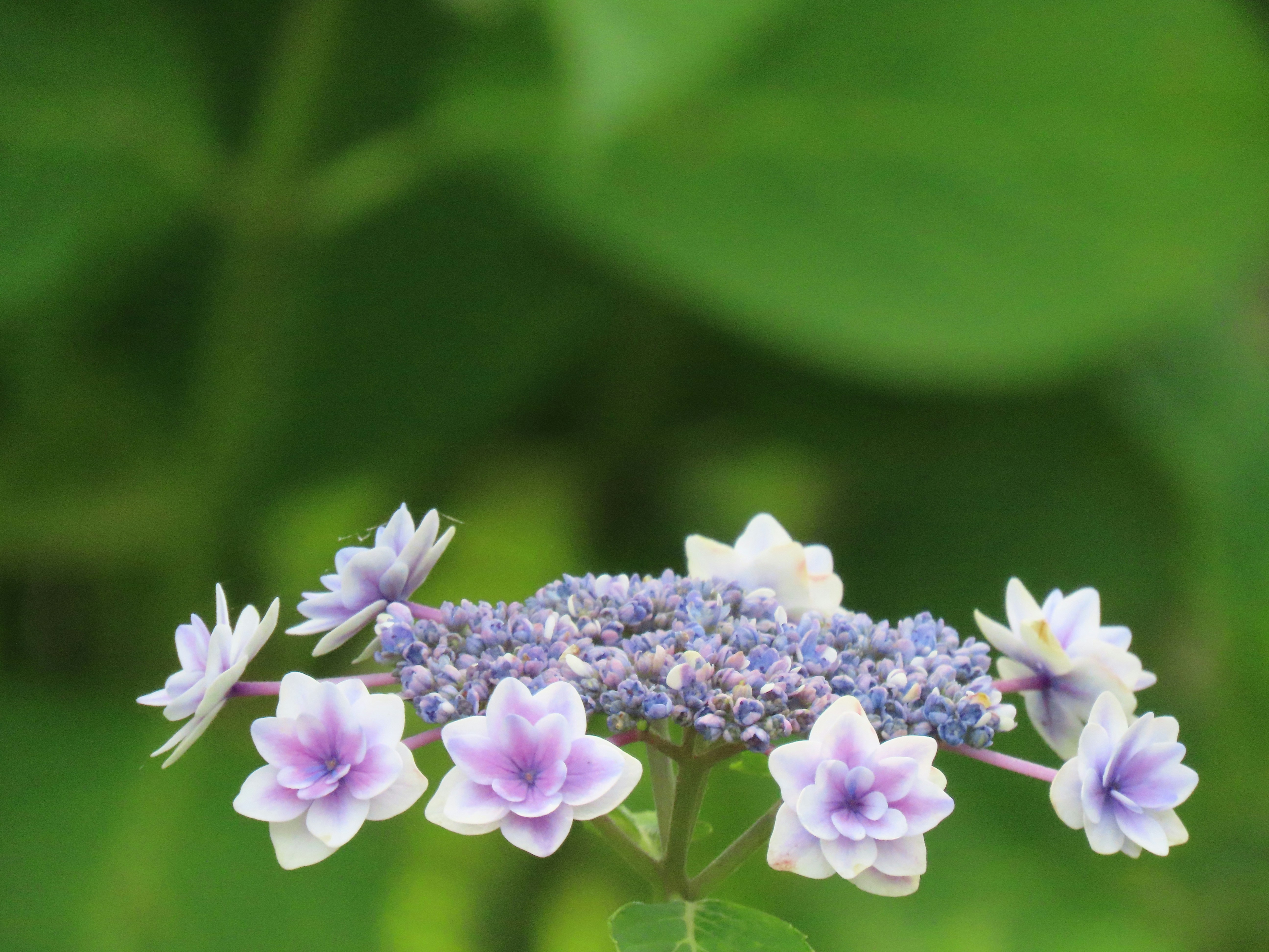 Lavender-blue lace: a hydrangea crown framed by soft green backdrop