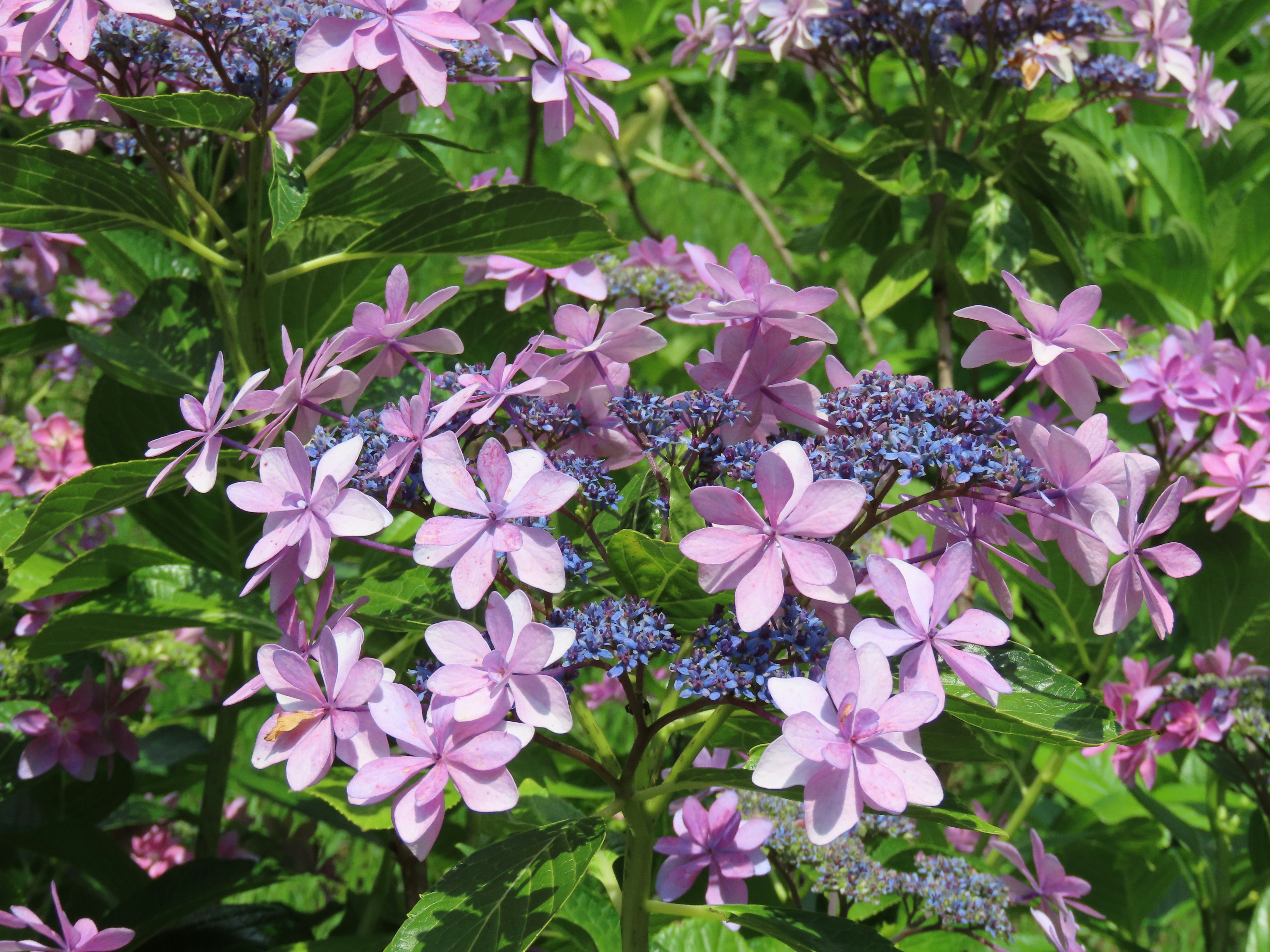 Floral Cascade: Lavender Hydrangea Blossoms in Sunlit Greenery