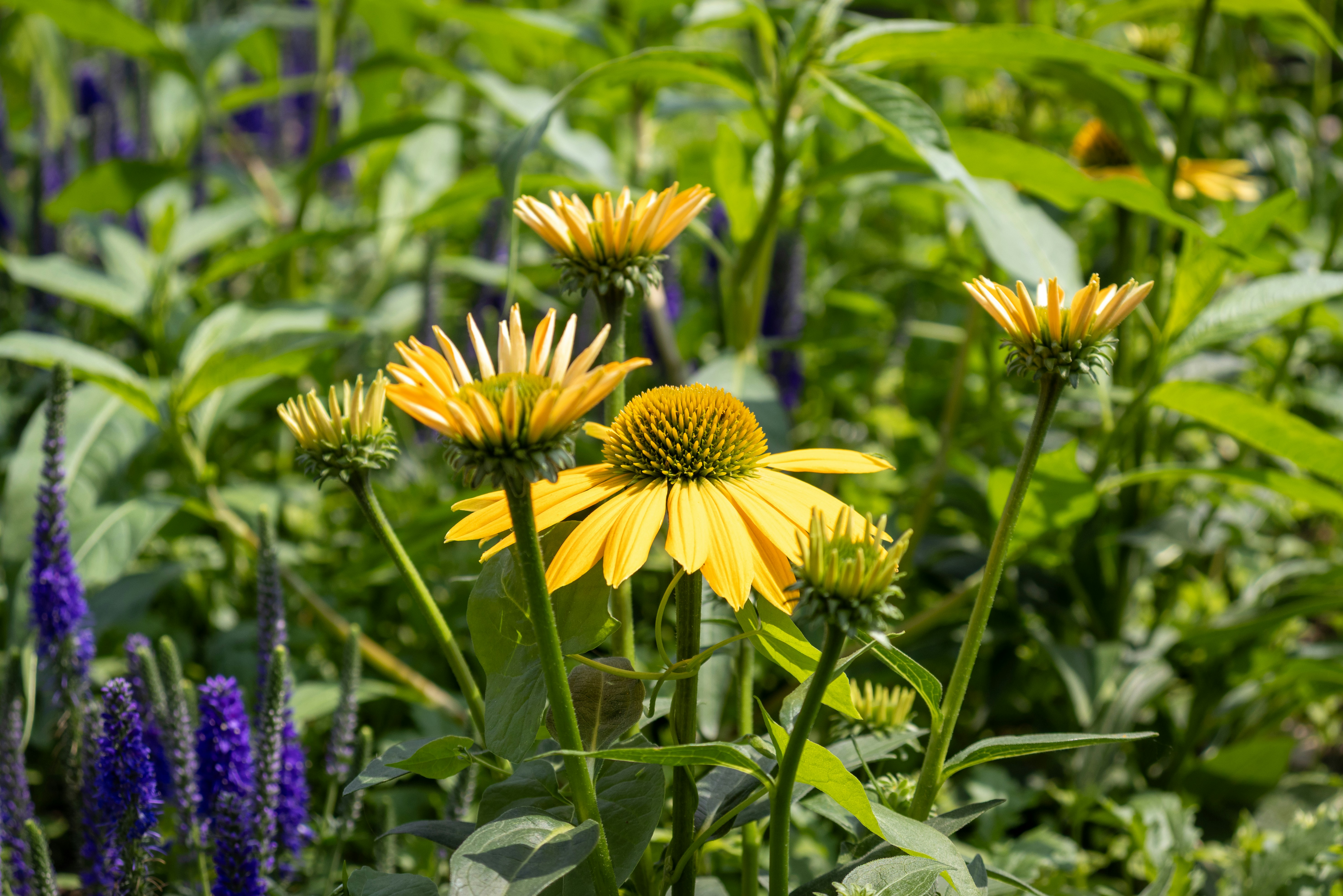 Golden Daisy Focus: Central Bloom Among Verdant Foliage