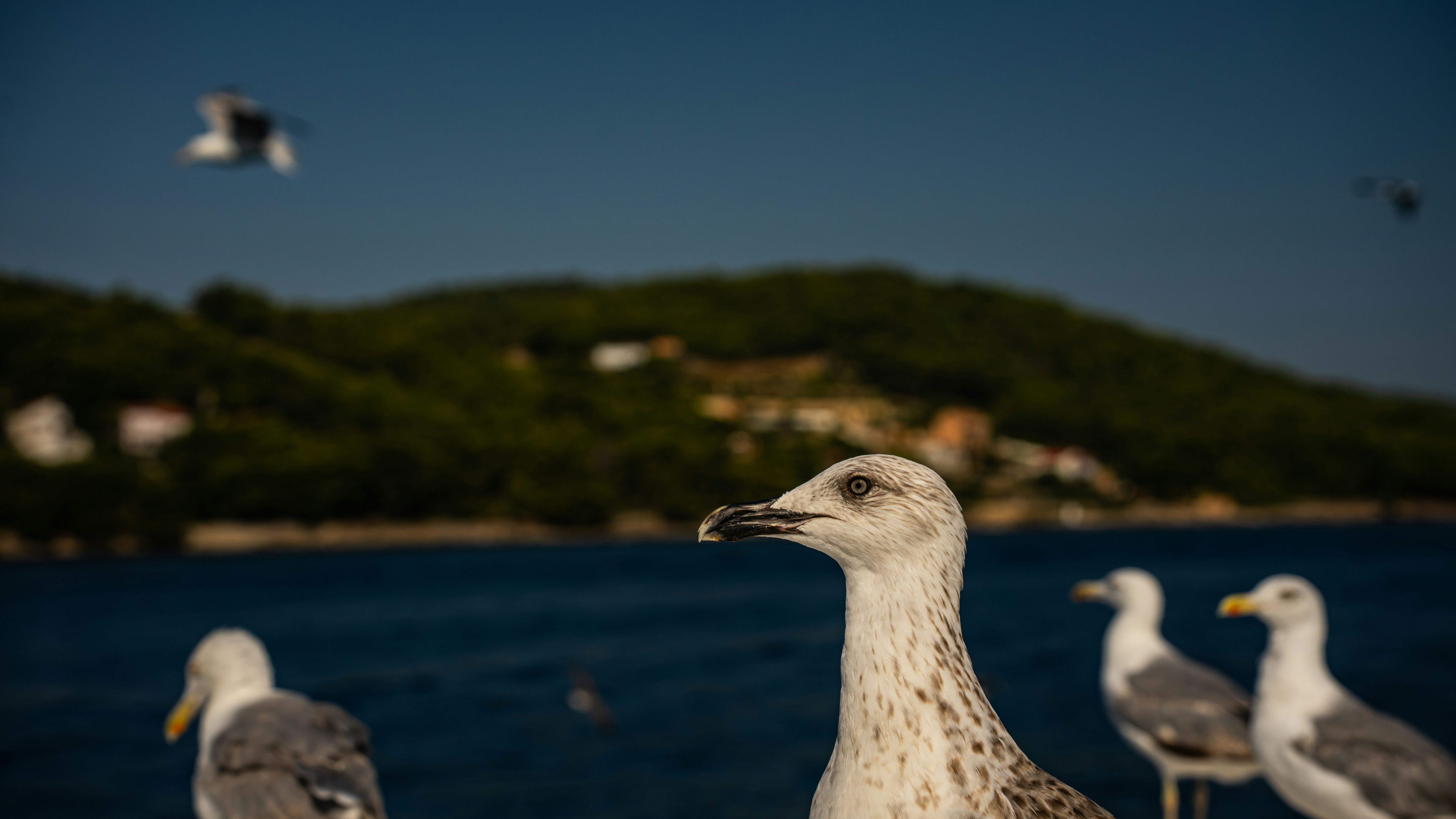 Seabird Gaze: A Quiet Moment Above the Atlantic