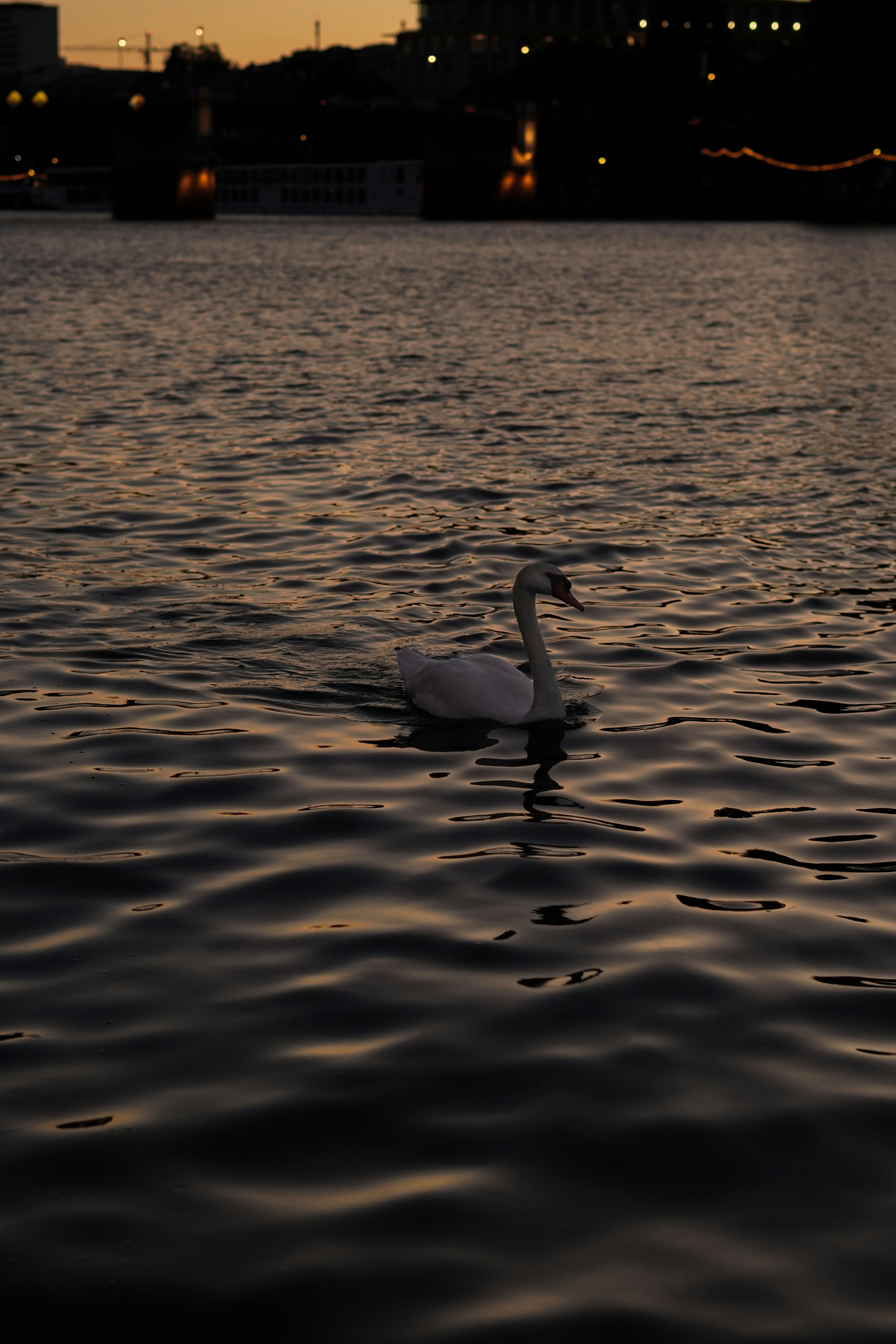 Silhouette of a Swan on Evening Ripples