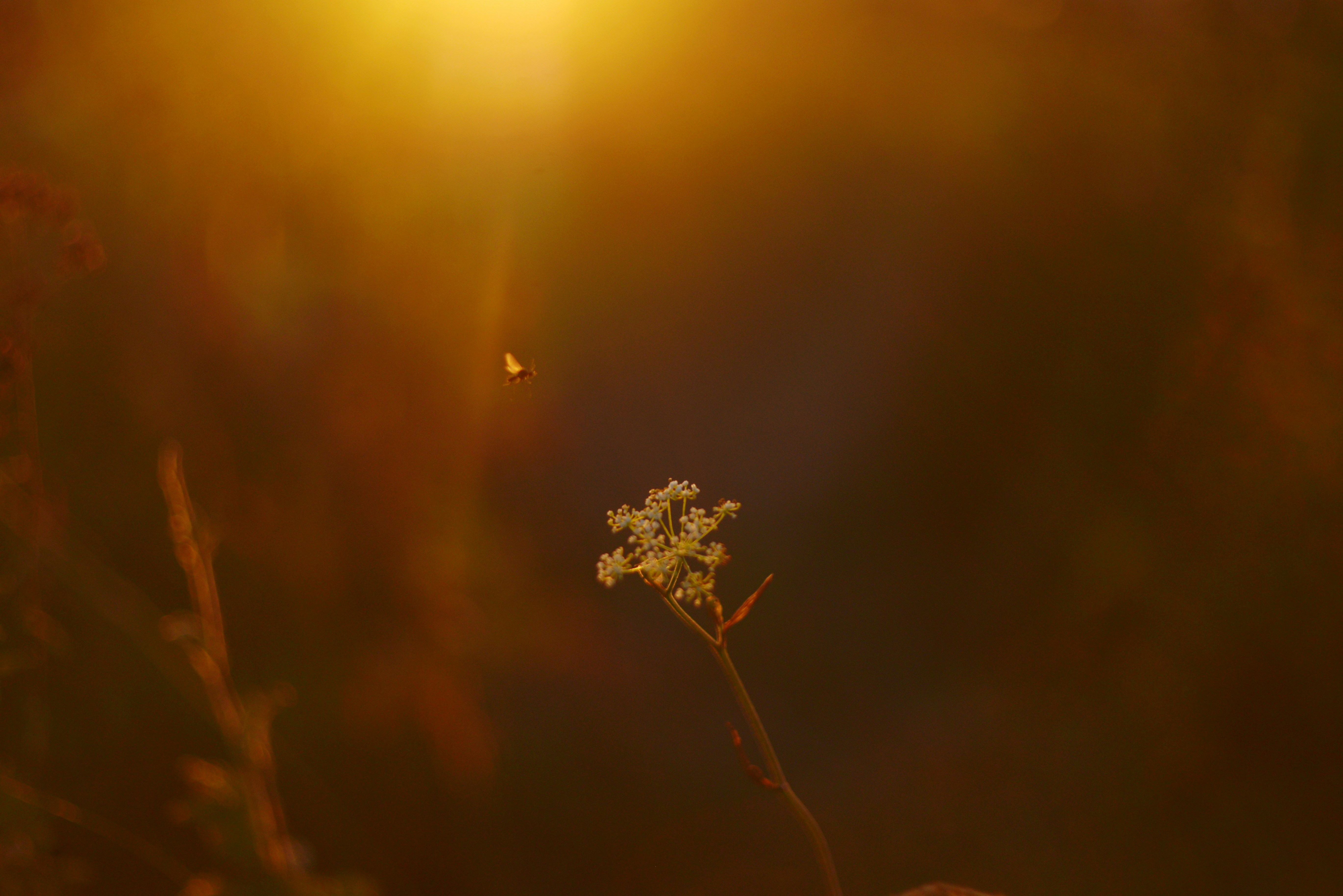 Quiet Dawn on a Tiny Bloom