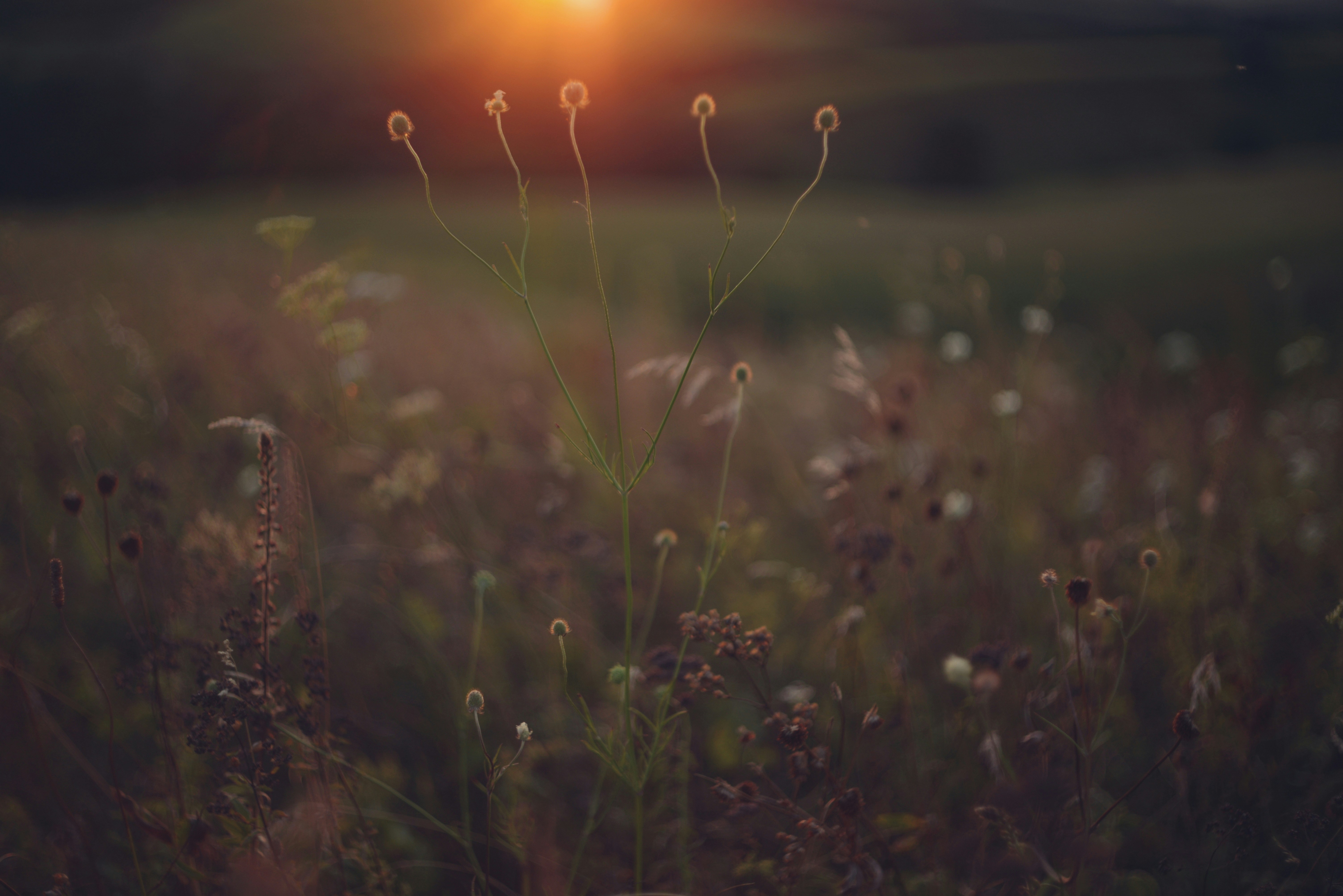 Sunlit seedheads in a quiet meadow at dusk