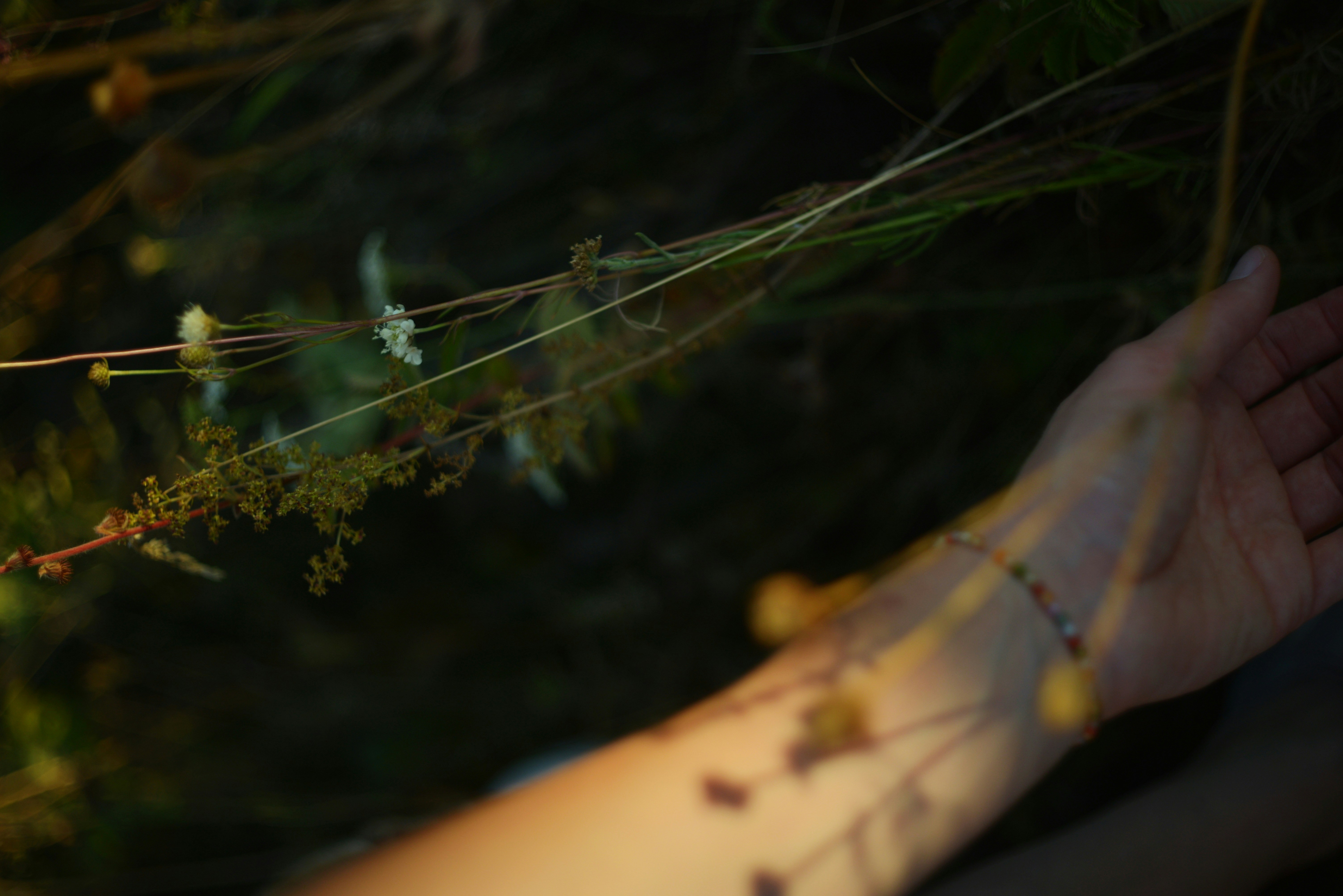 Shadowed Branches and a Blurred Arm: A Study in Quiet Movement