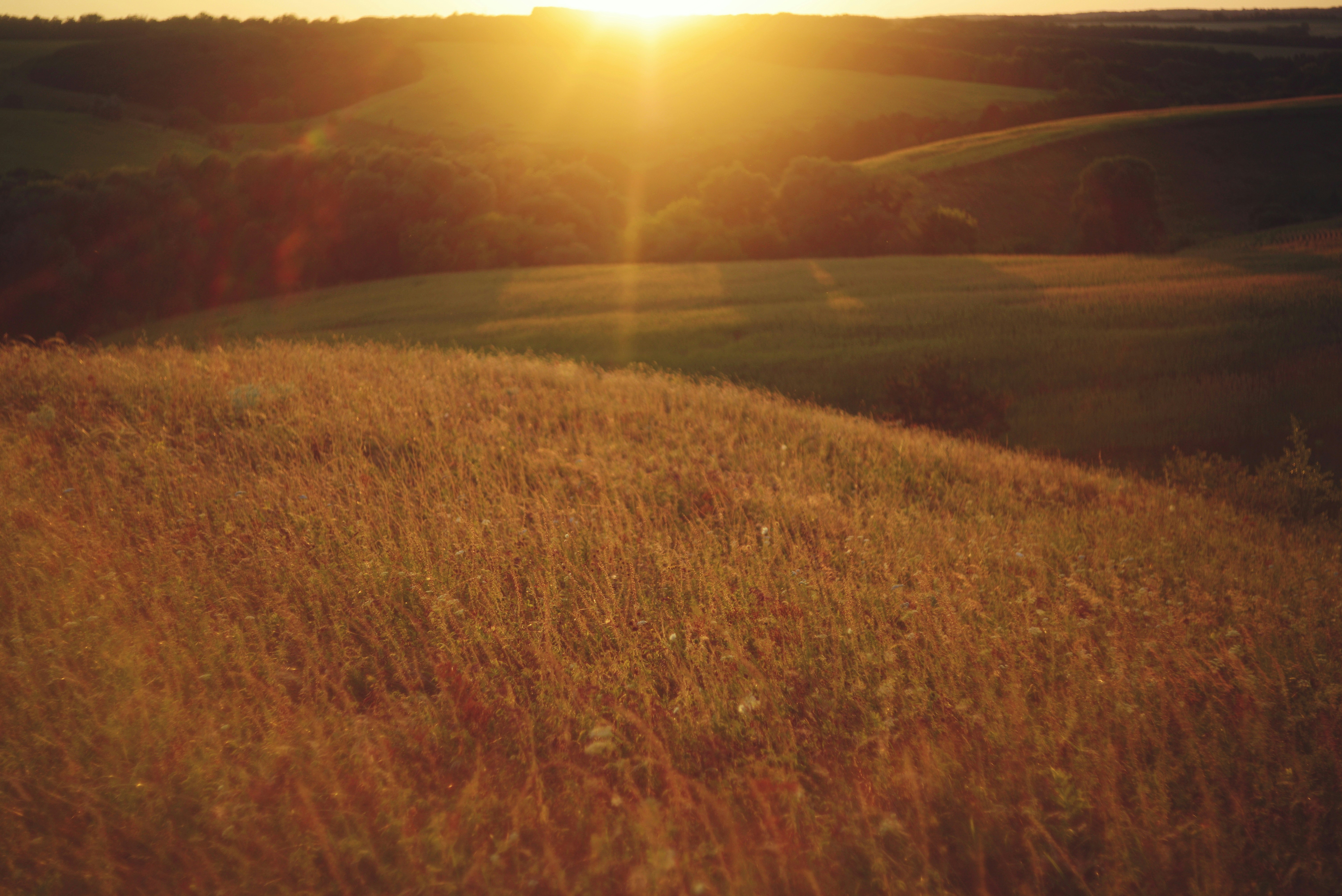 Golden Hour Hills: Sunlit Vernal Field