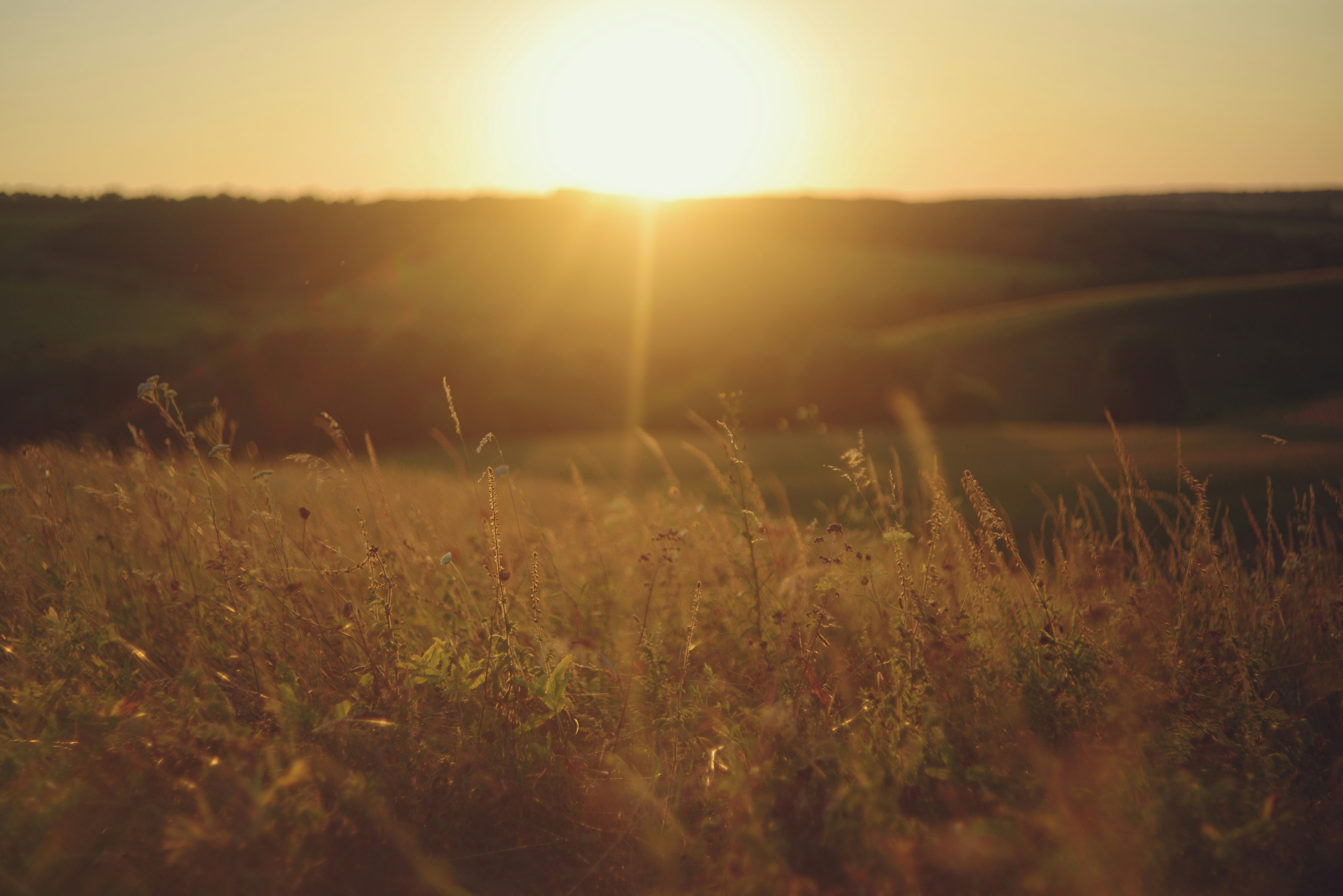 Sunlit Prairie at Dusk: A Gentle Blur of Tall Grass