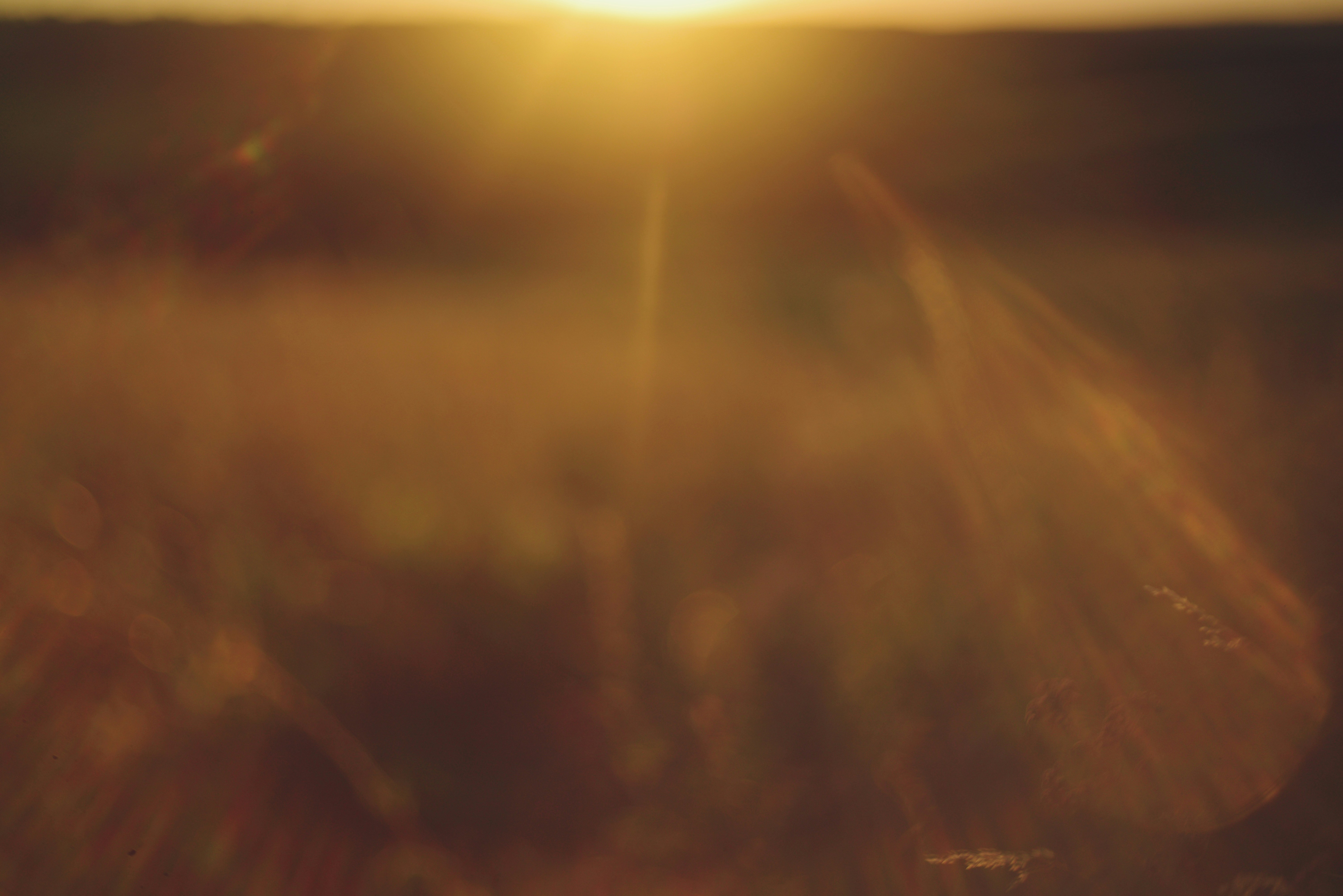 Soft Golden Blur: Sunset Fields