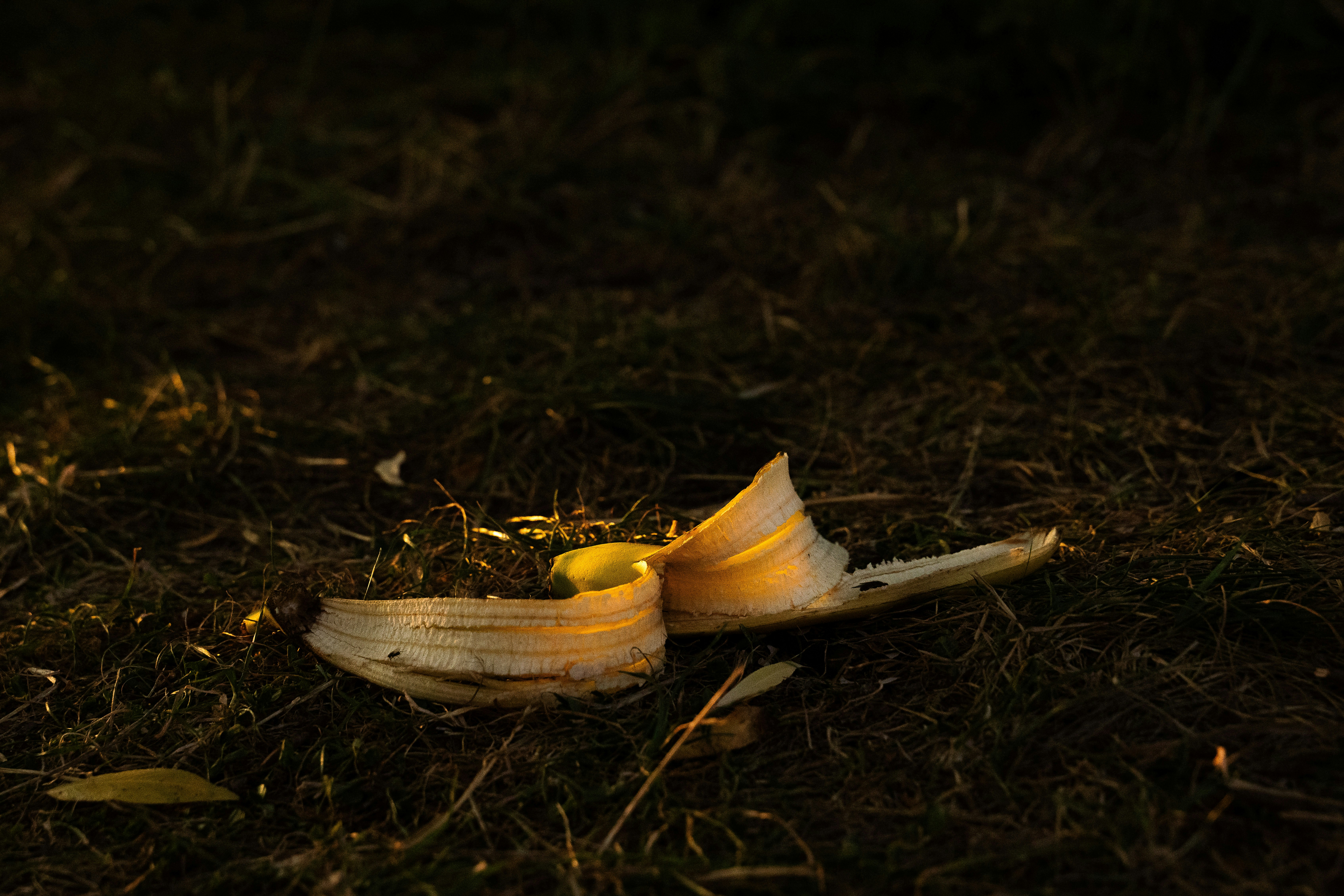 Low-Glow Peel: Dead Banana Peel on a Dark Patch of Ground