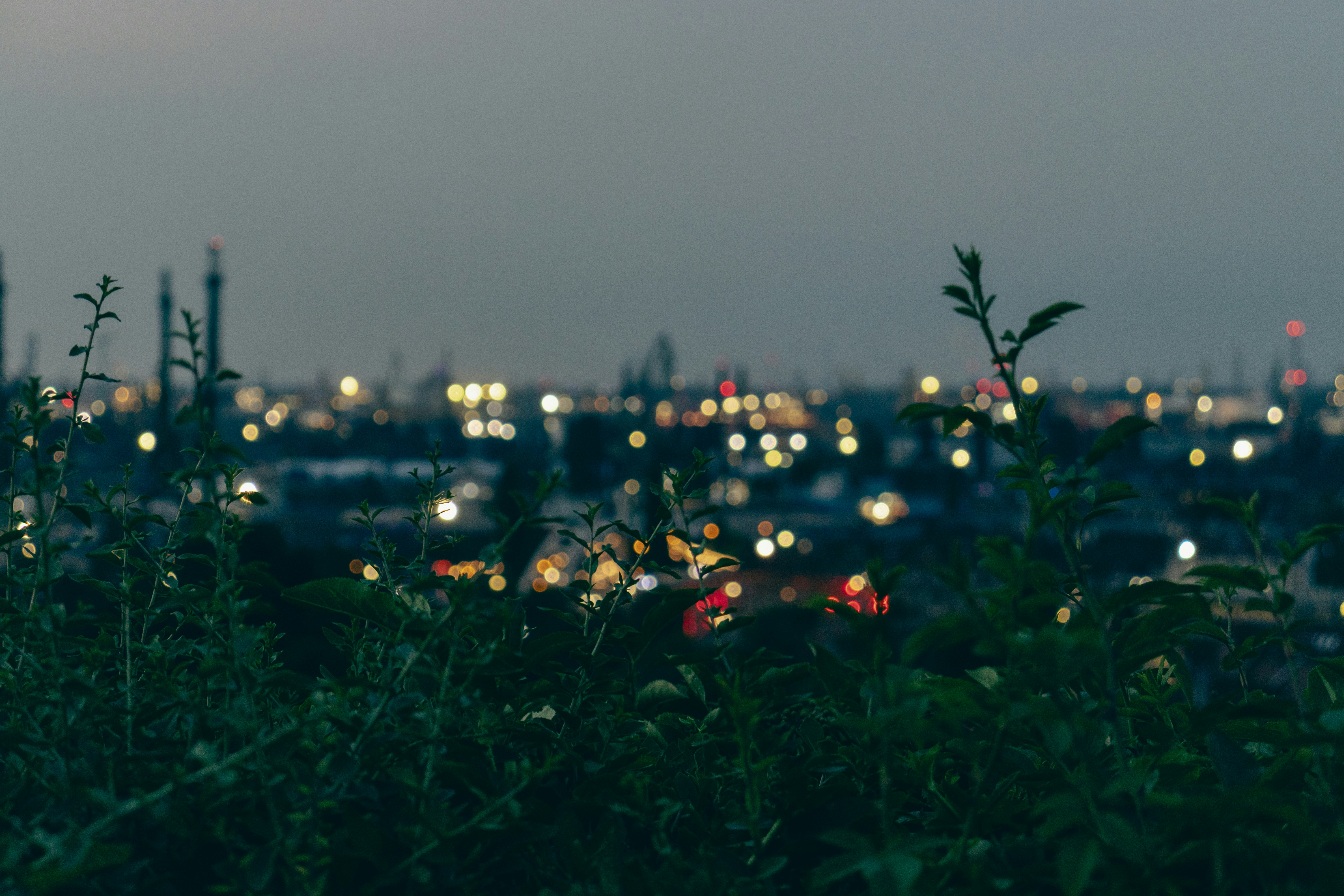 Urban Glow Beyond the Greenery