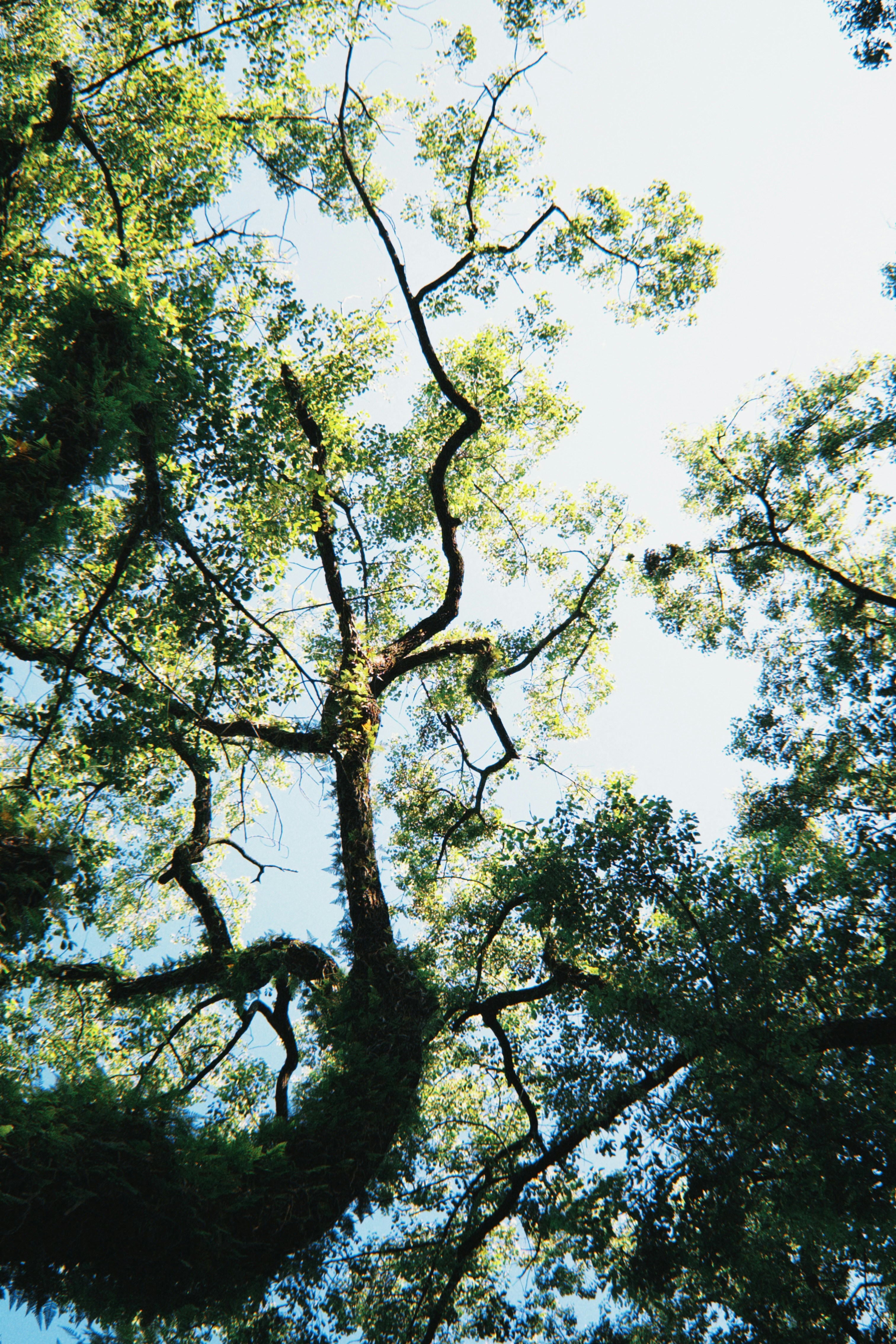 Canopy Confluence: A Skyward Portrait of Gnarled Branches