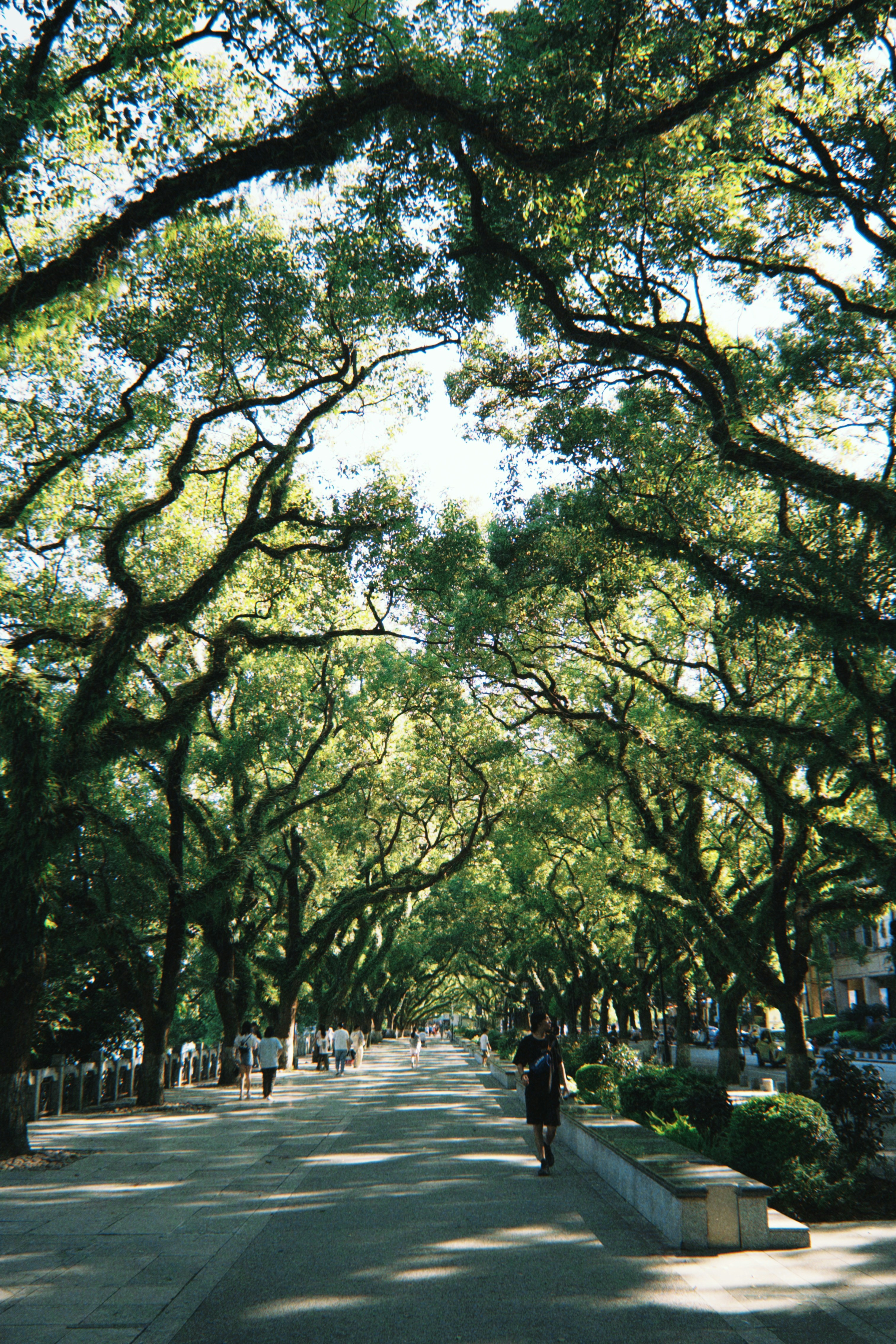Canopy Avenues: Sun-Dappled Walk Under Living Roofs