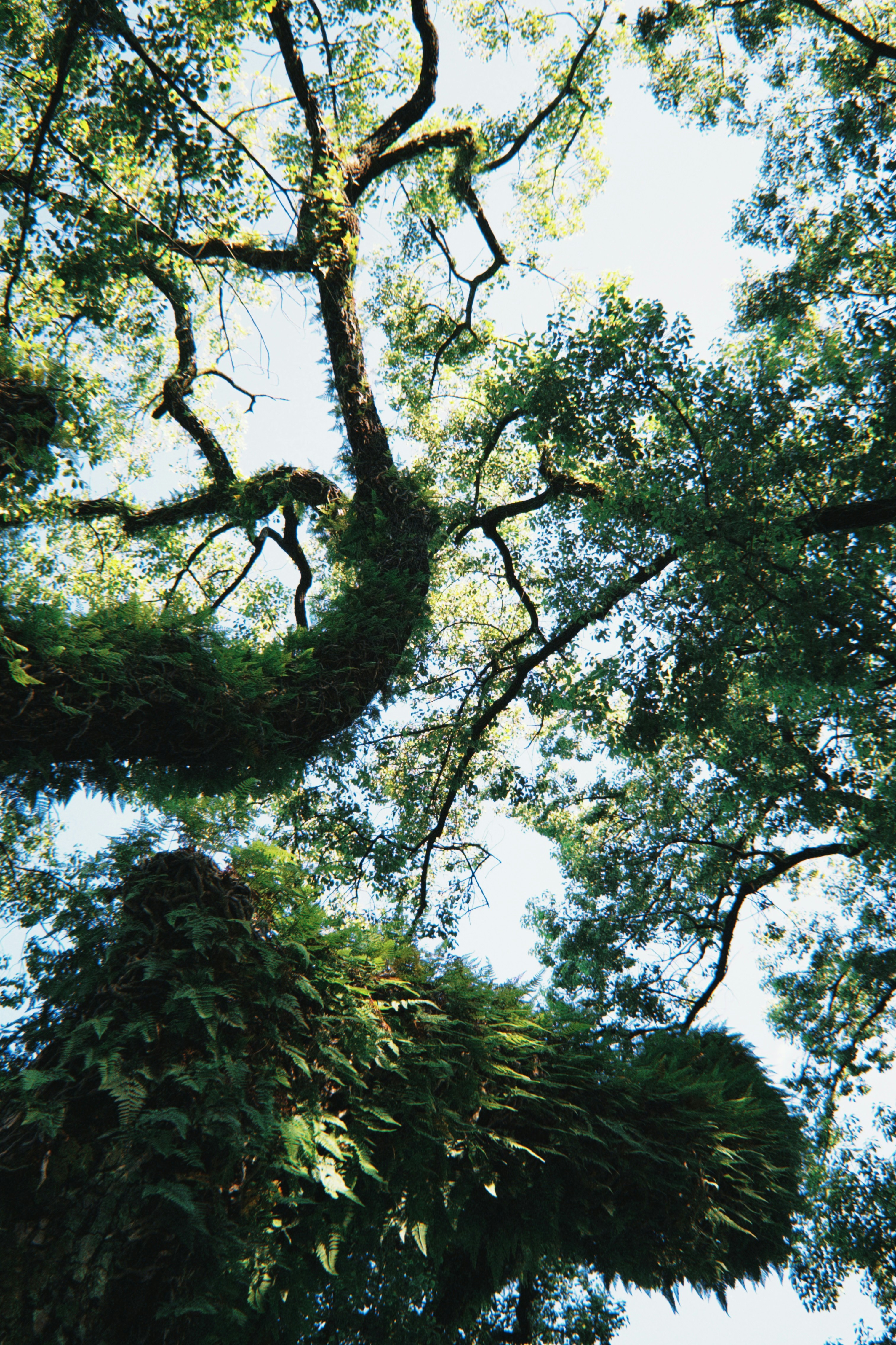 Canopy Cathedral: Vine-Cloaked Trunk Reaching Toward the Sky