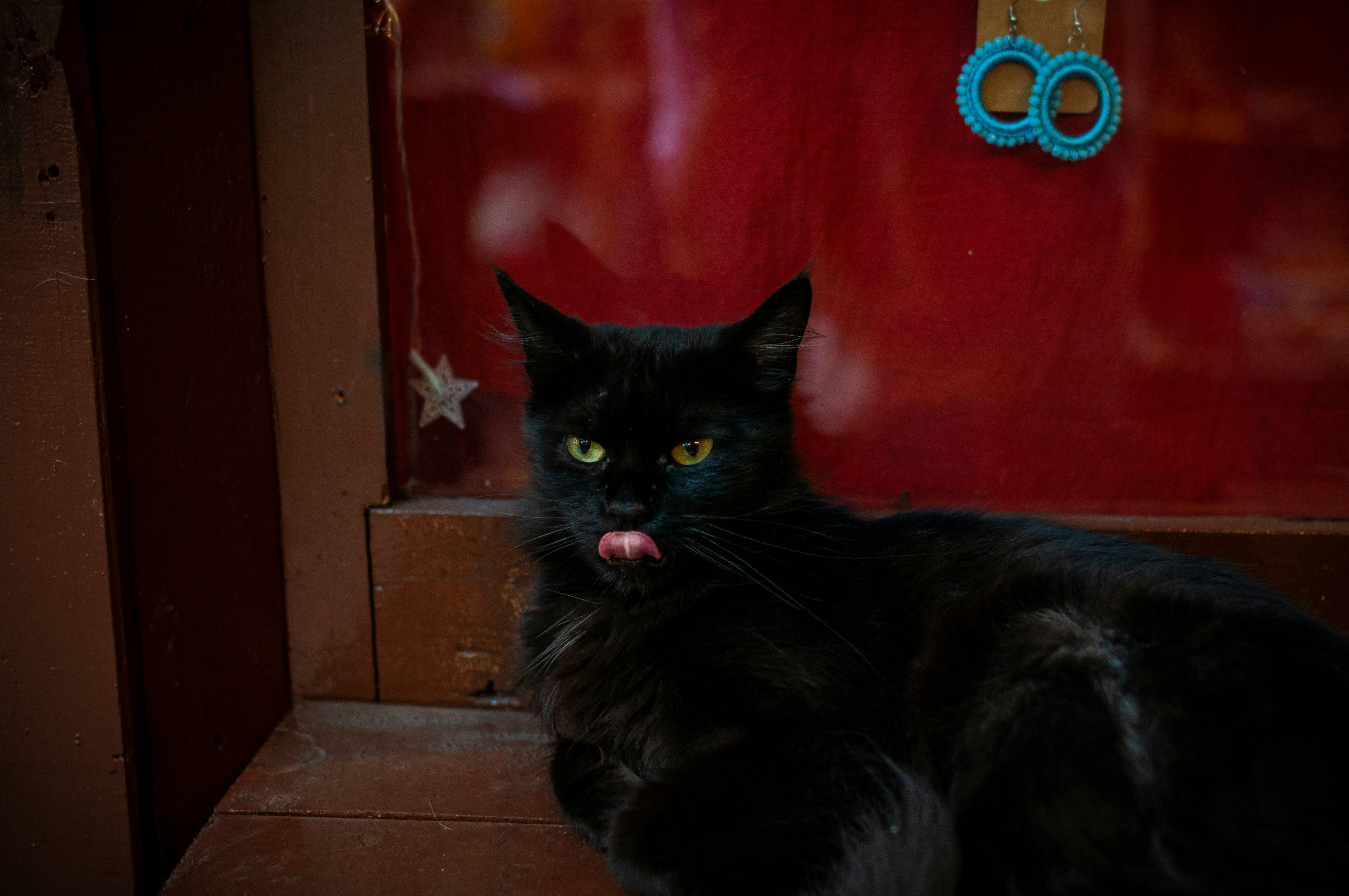 Midnight Watch: A Black Cat Resting by a Red Window