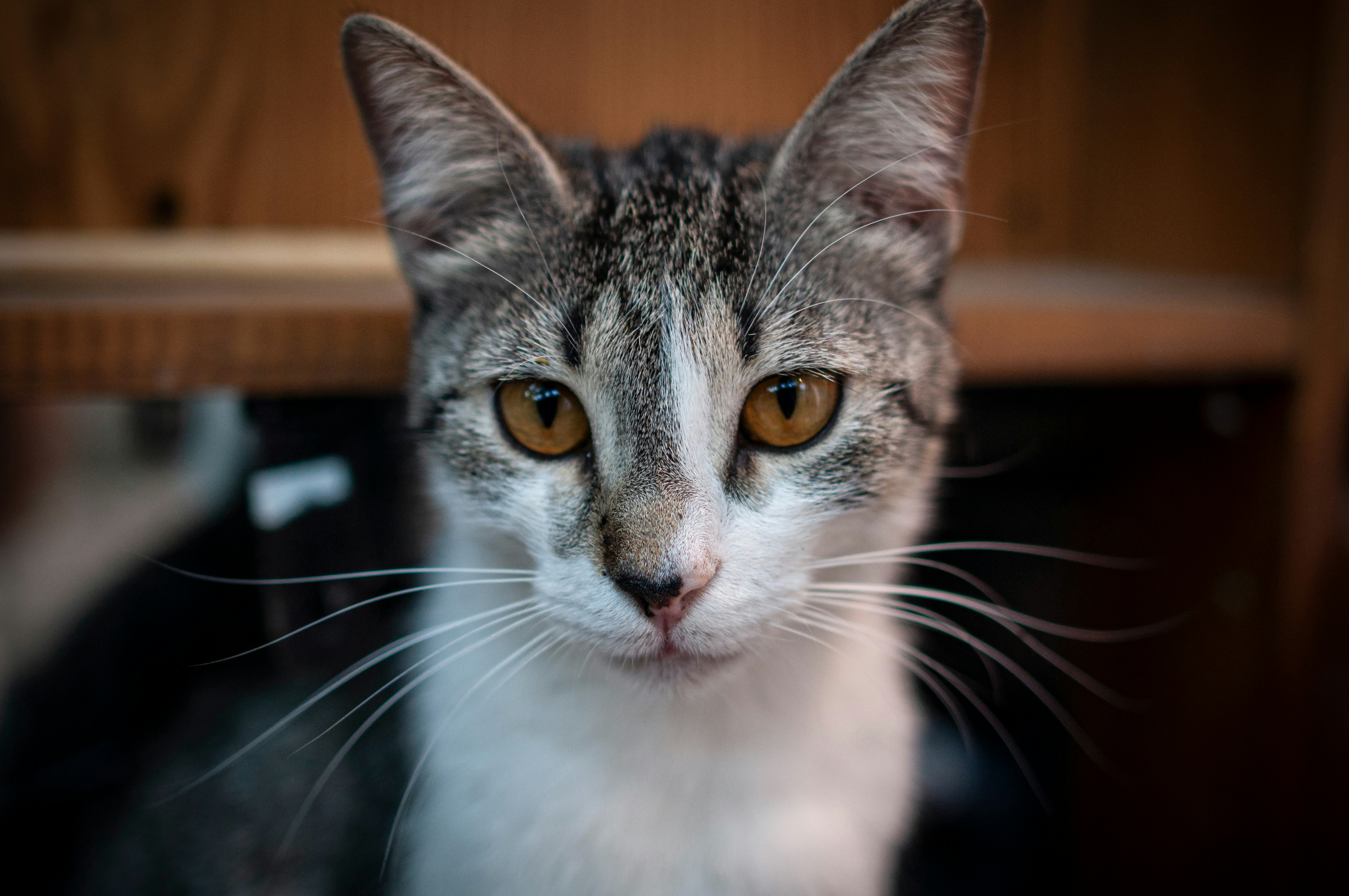 Focused Gaze: A Cat Portrait in Soft Indoor Light