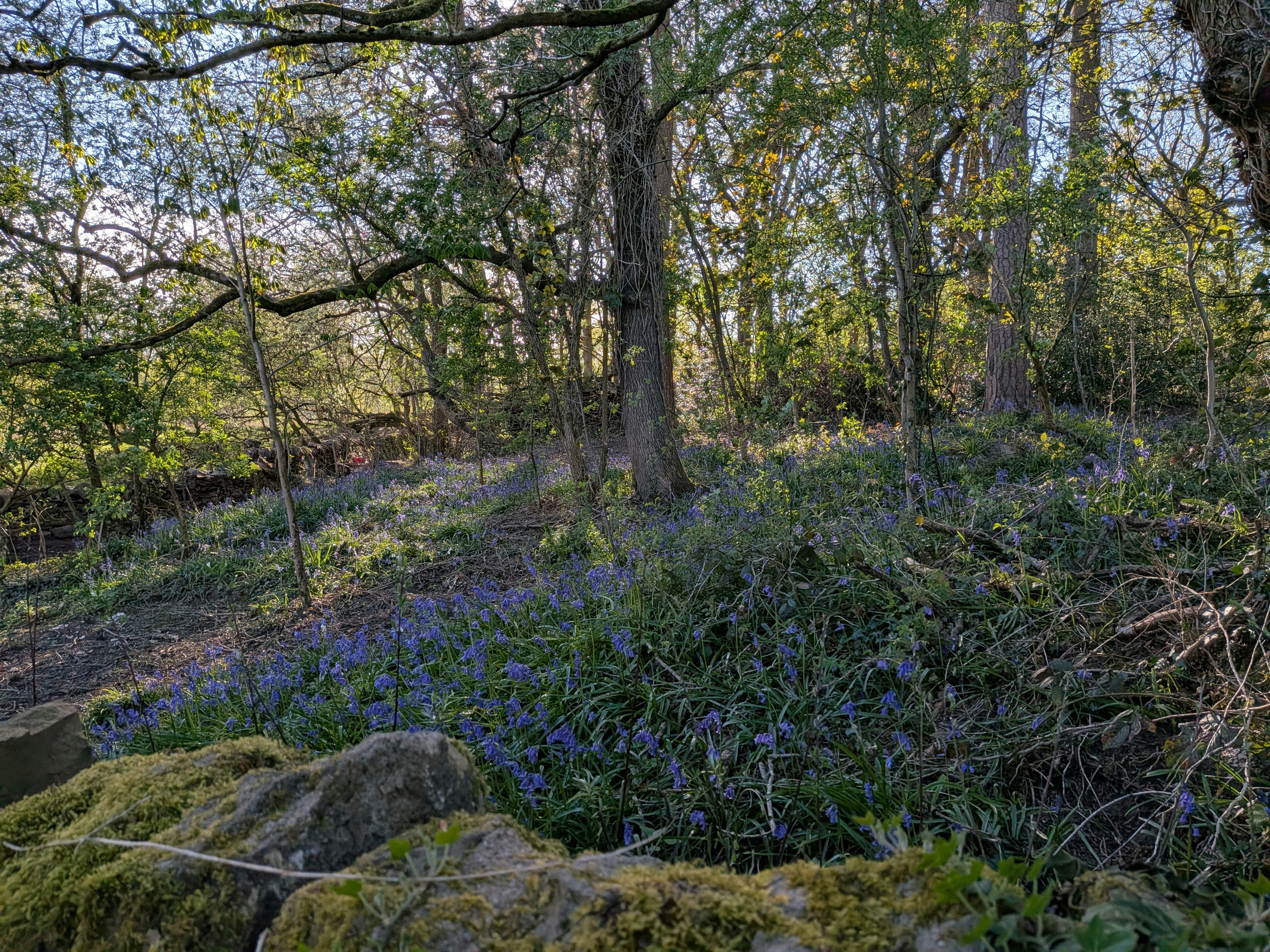 A carpet of bluebells beneath sunlit canopy