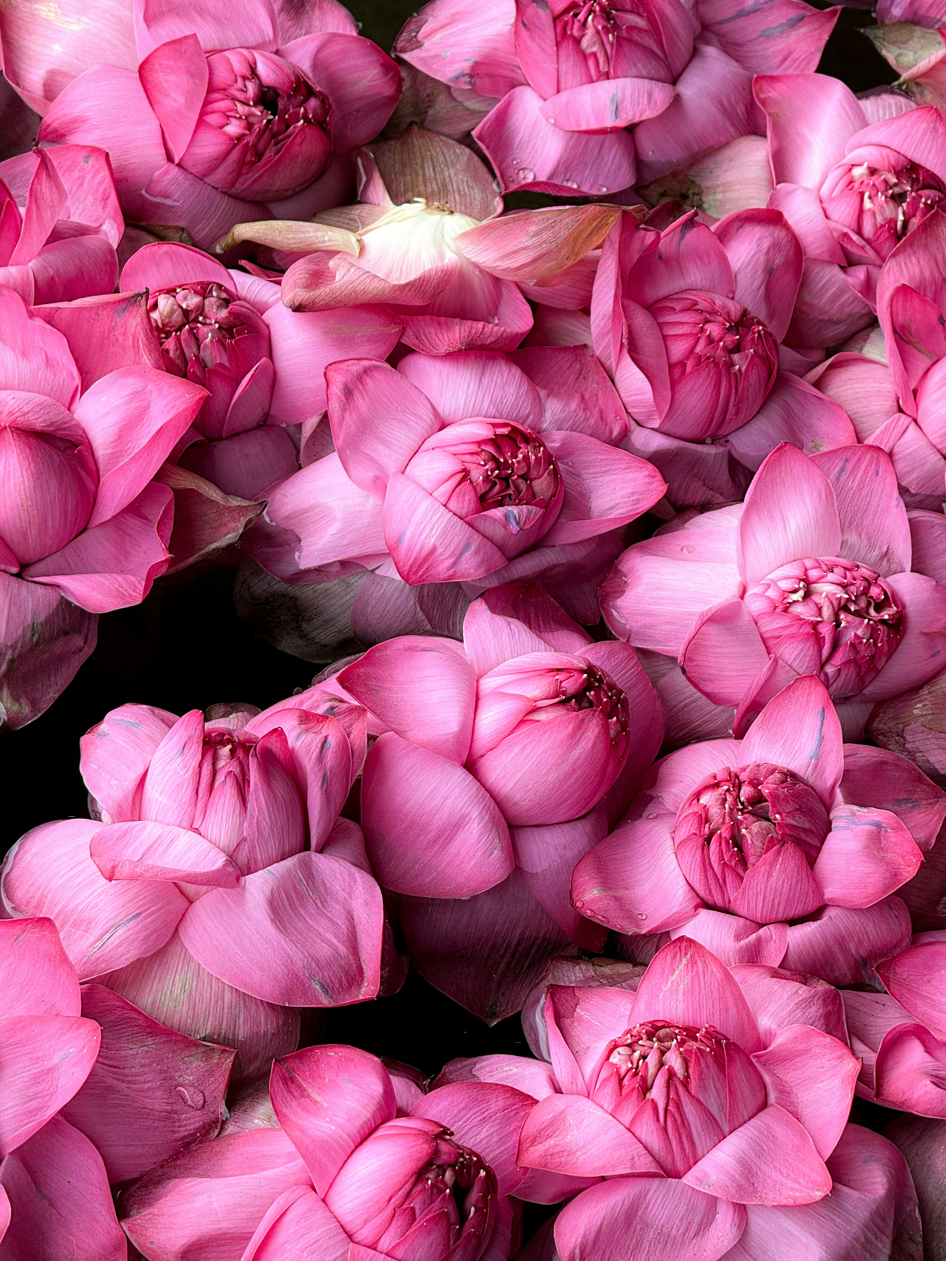 Dense cluster of vibrant pink lotus buds and petals filling the frame, showcasing soft textures and color variety; a botanical close-up highlighting floral detail and contrast against dark crevices.