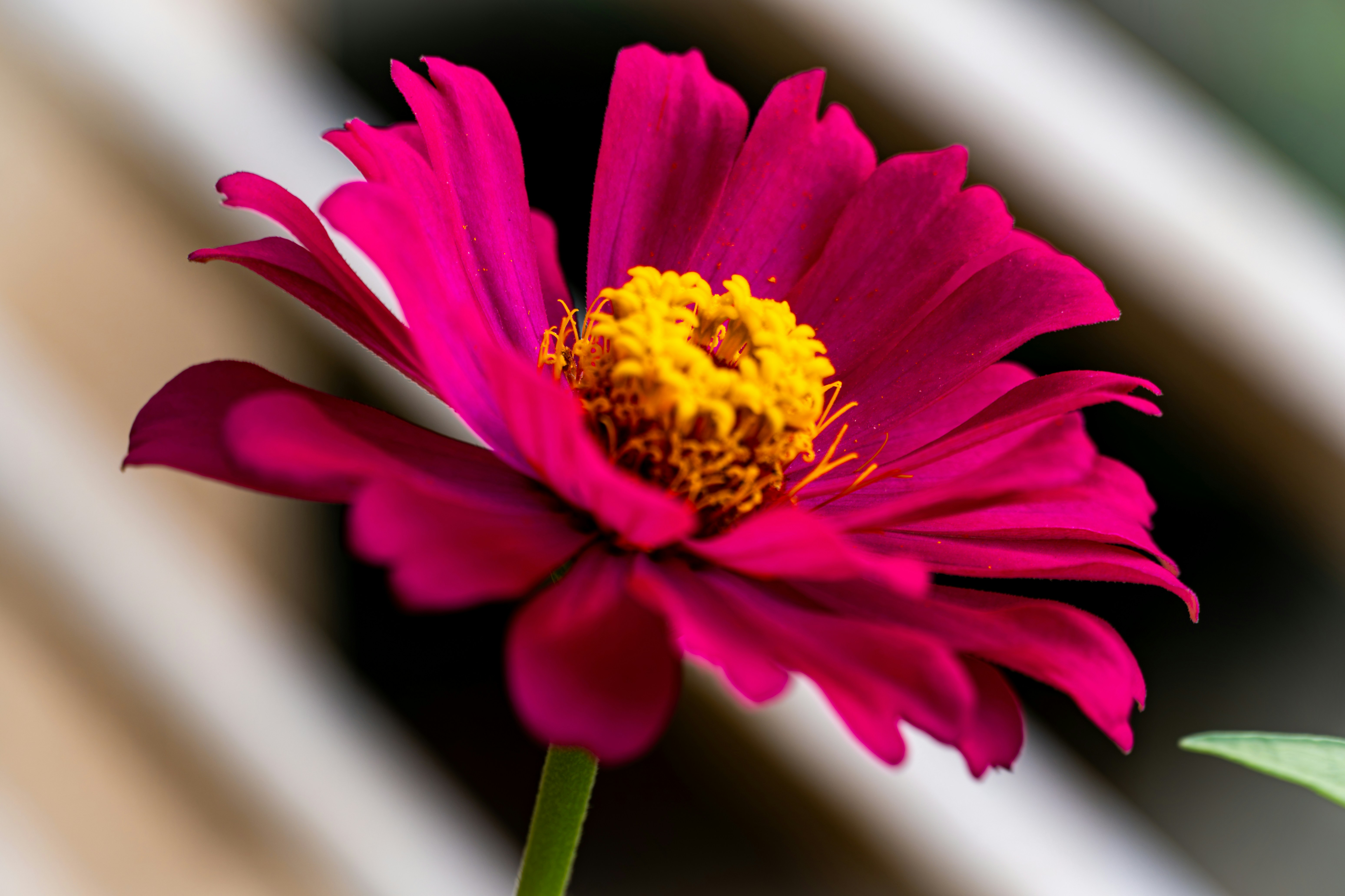 Magenta Bloom: A Bold Zinnia in Sharp Focus