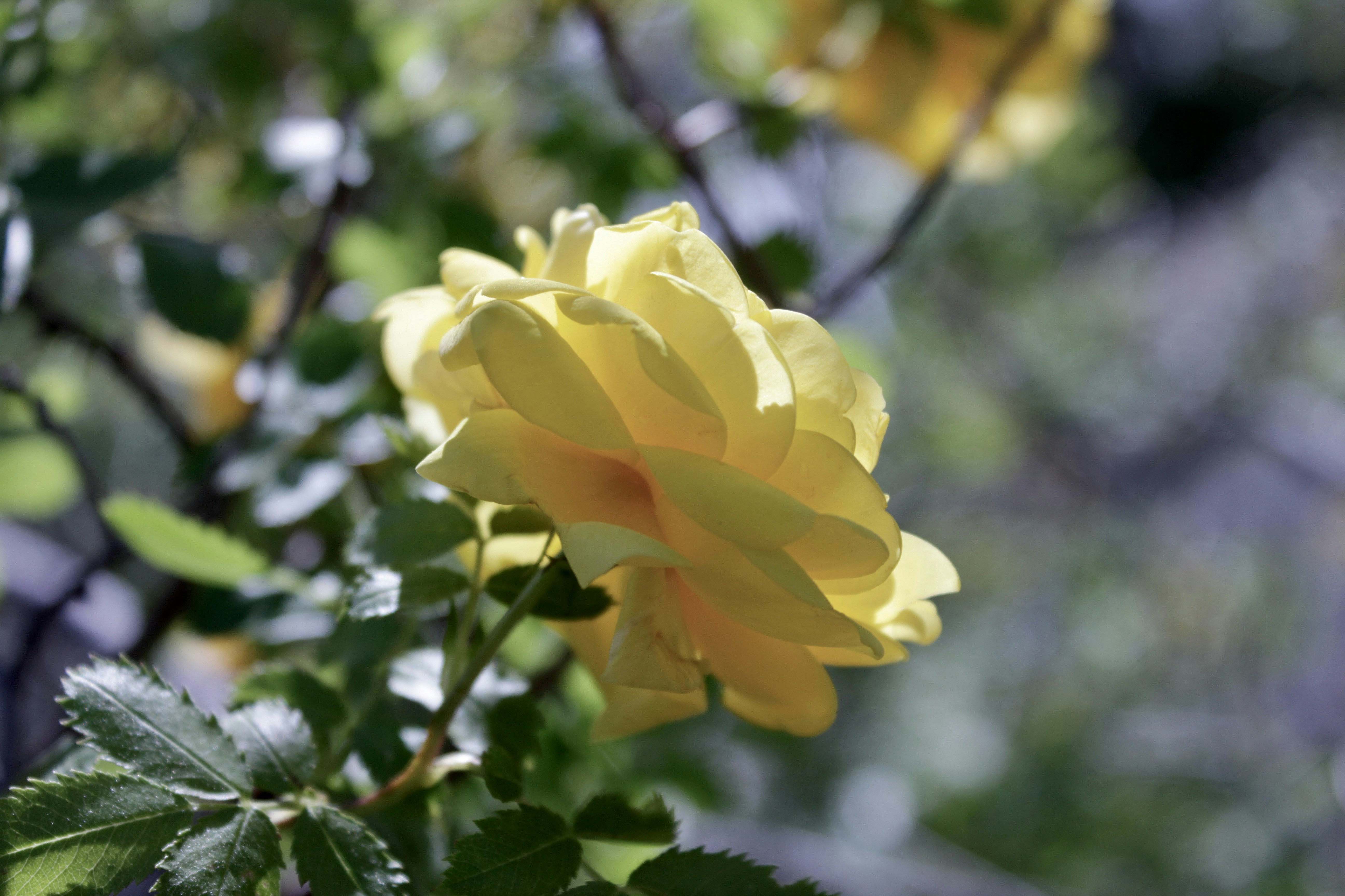 Golden Rose in Soft Focus Breath of Garden Light