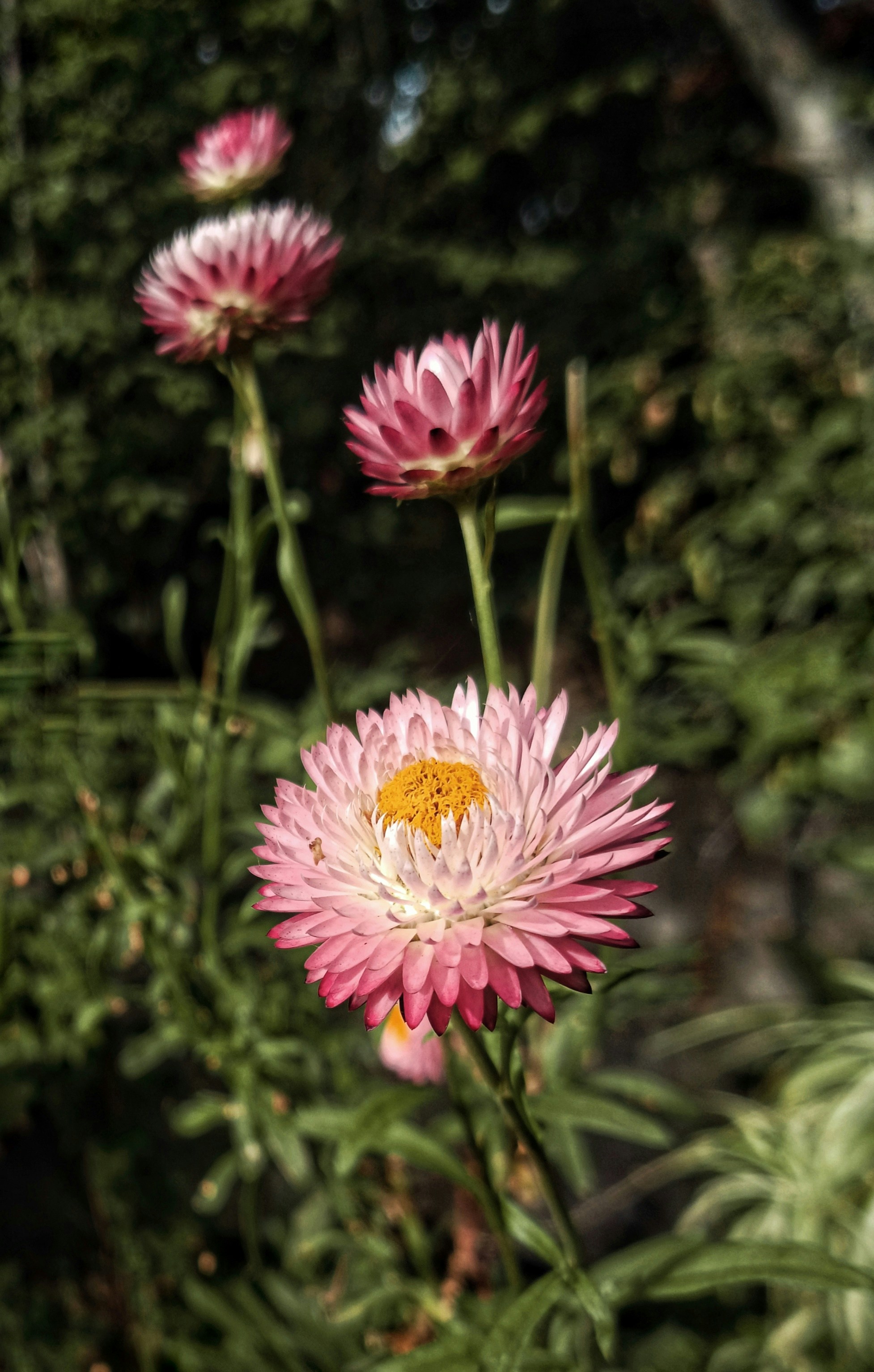 Straw Flowers All The Way Down.