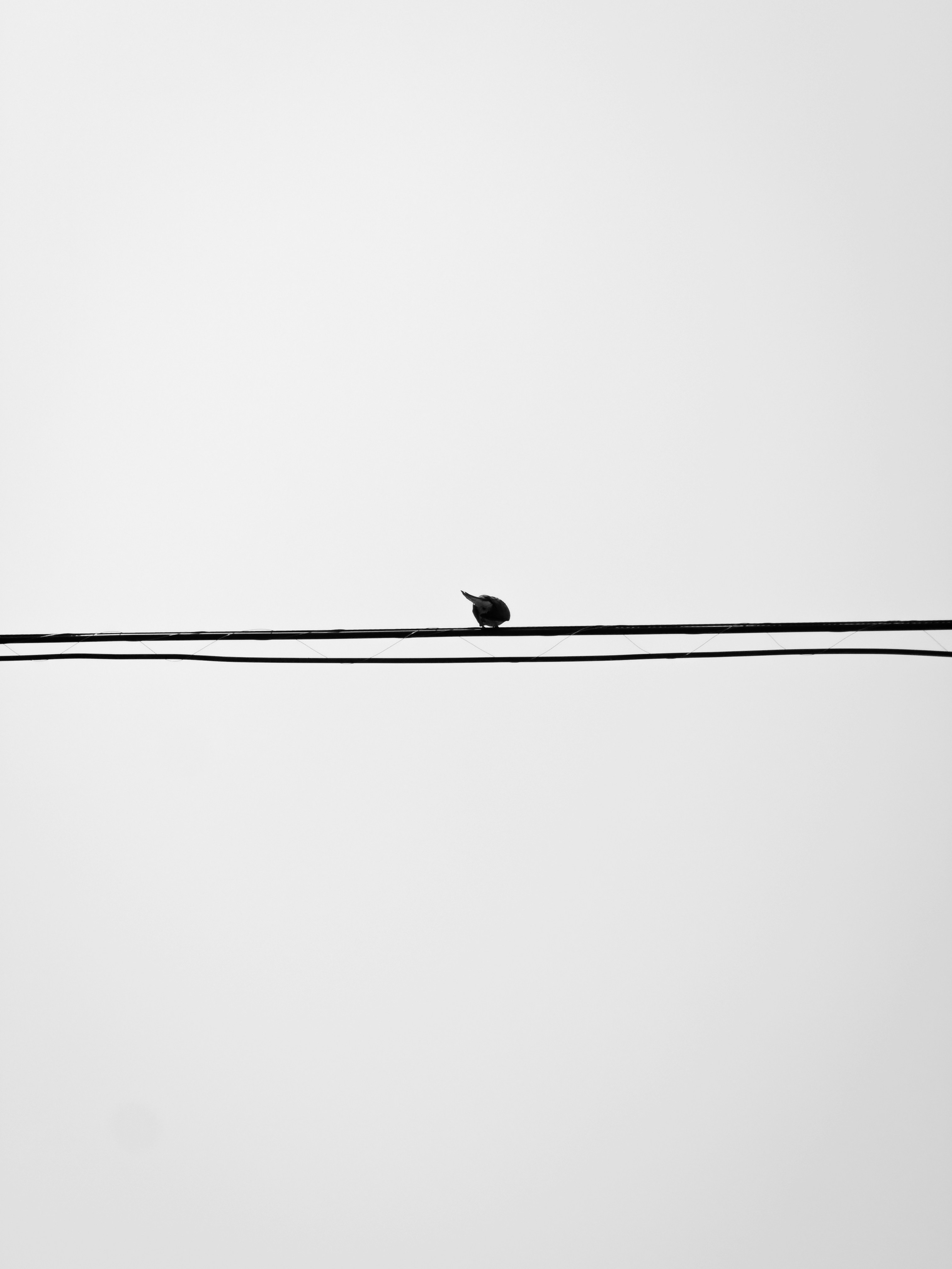 A lone bird on a thin wire under vast skies