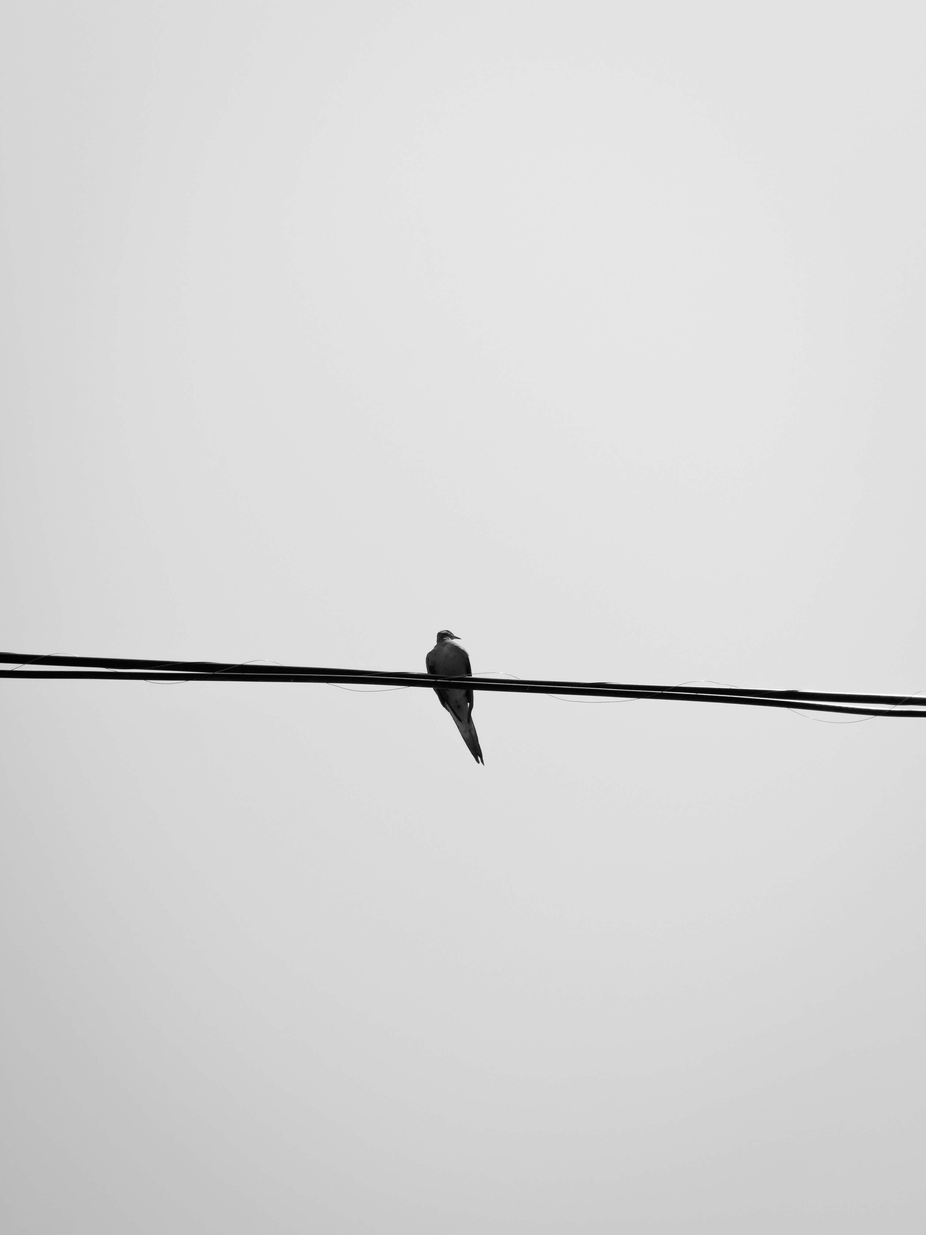 Lonely Bird Silhouette on a Wire Against Wide Sky