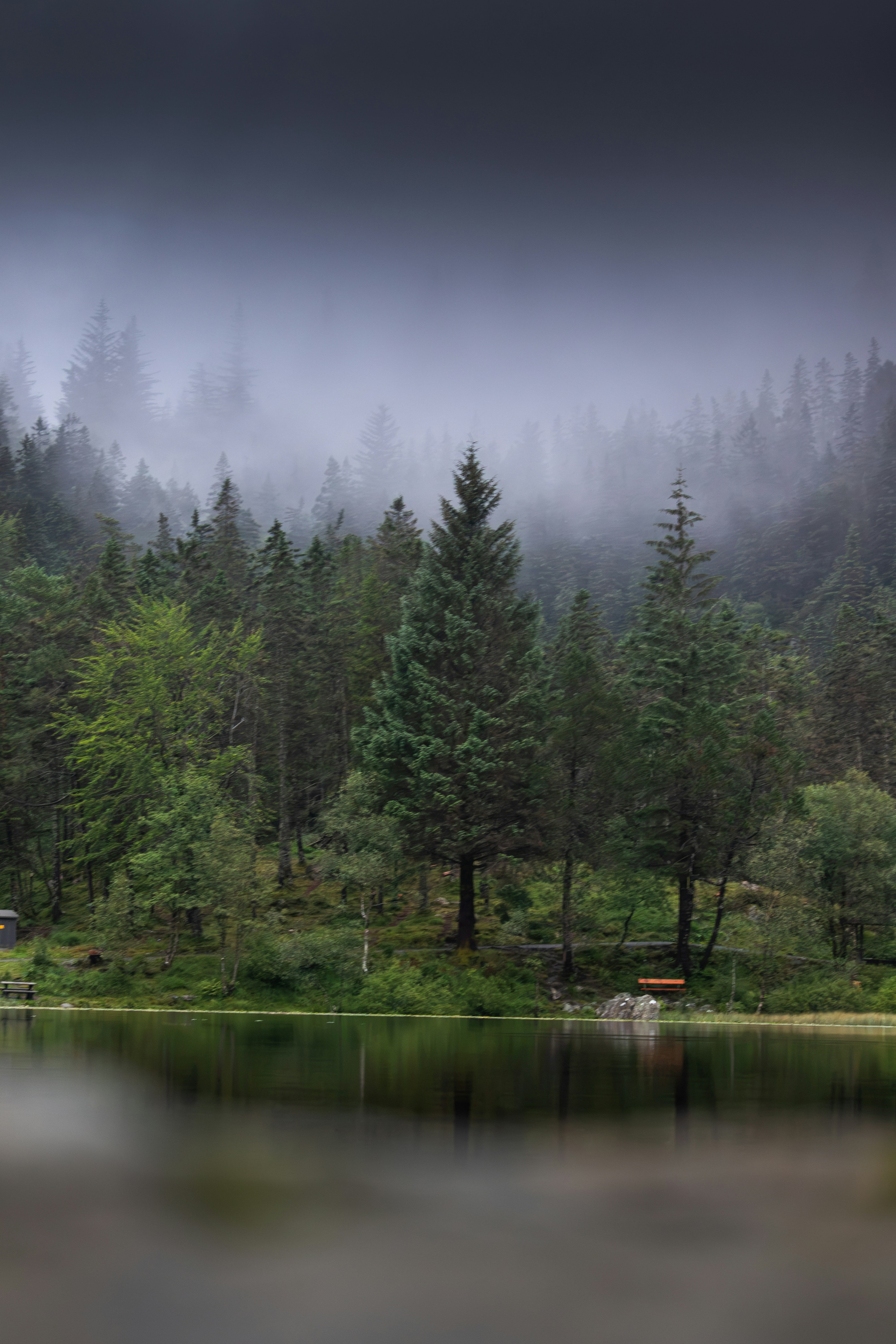 Mist over the Pines by the Silent Lake