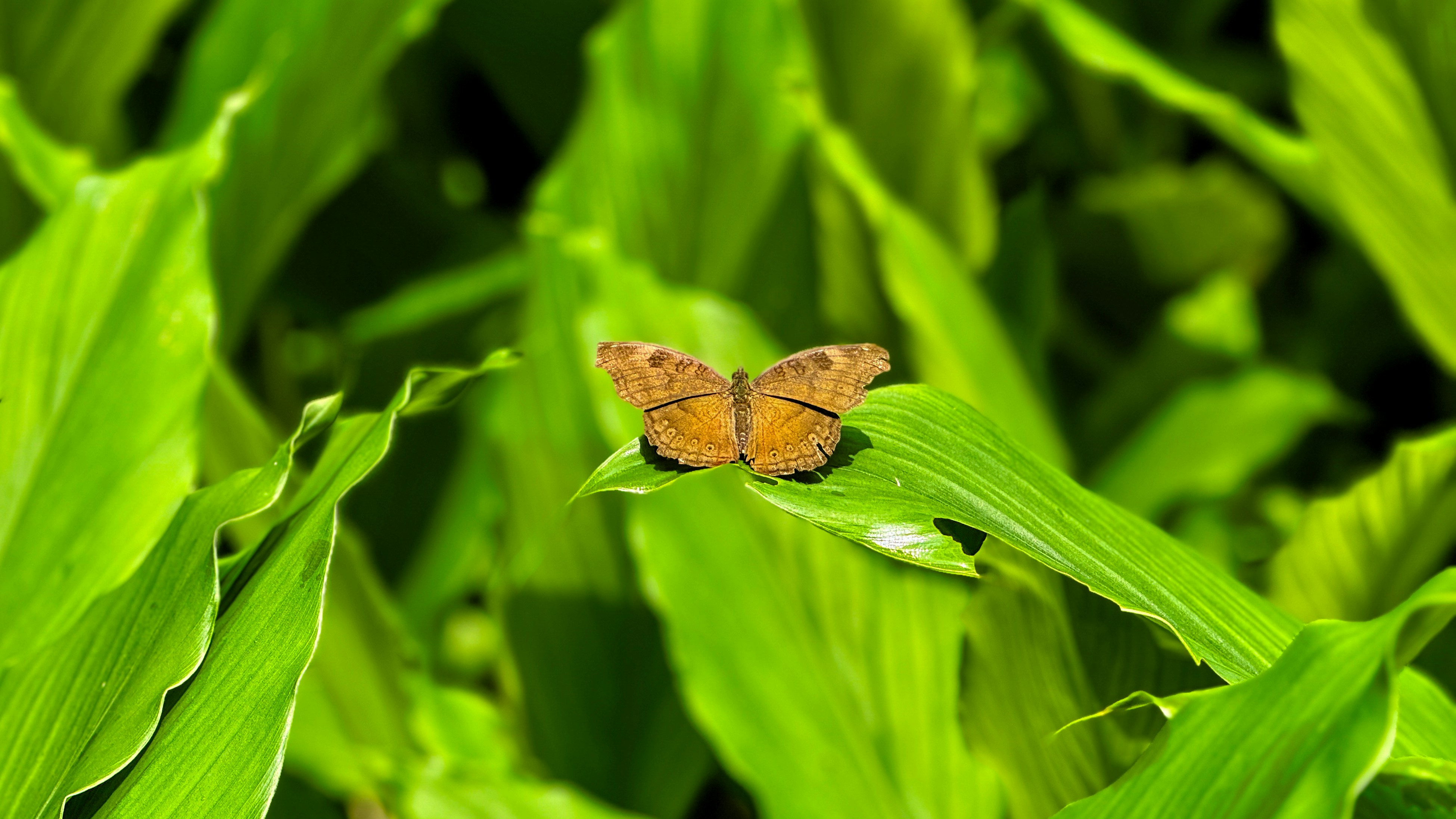 Golden Crèche: A Small Butterfly Resting Among Emerald Leaves