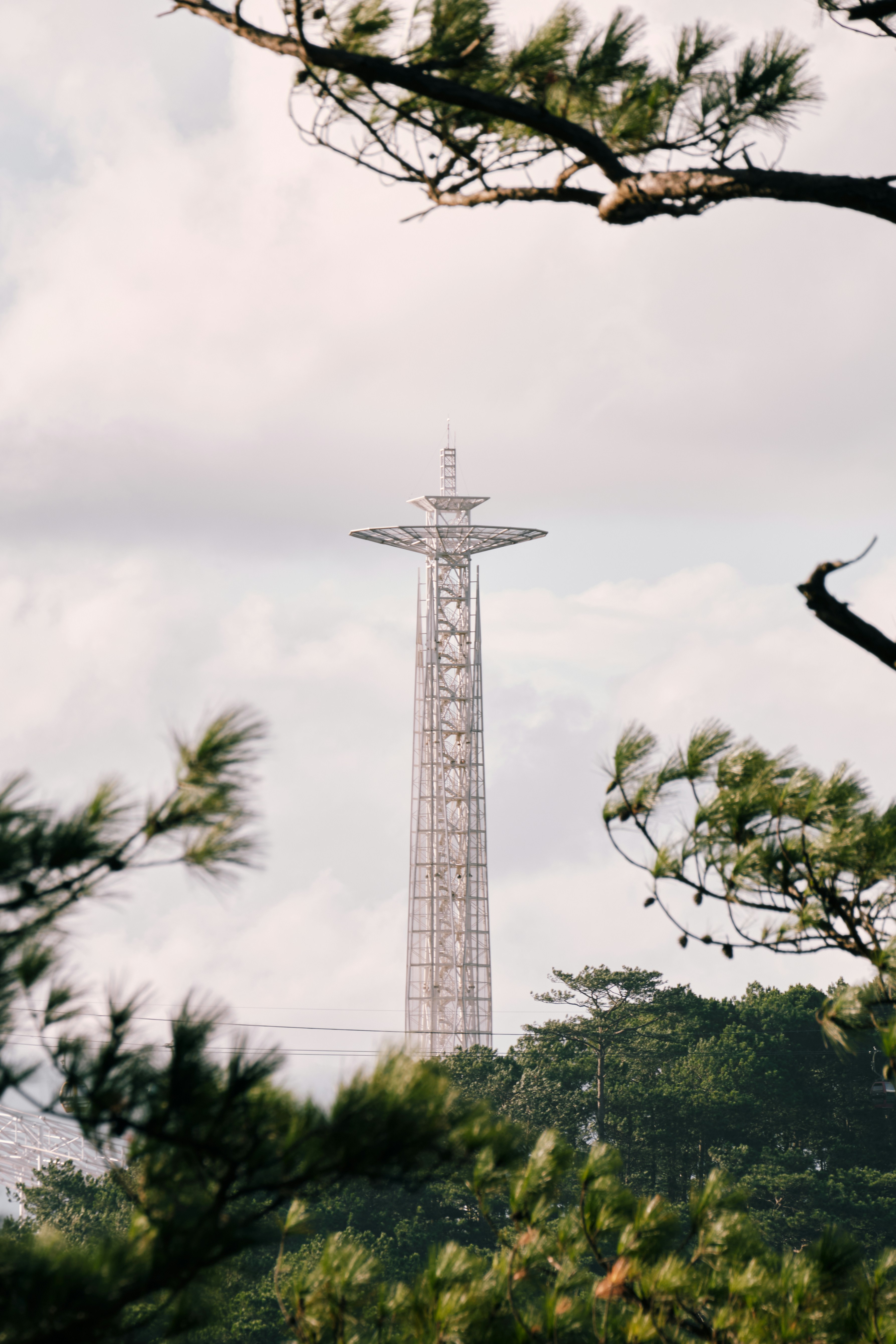 Tower amid Quiet Pines