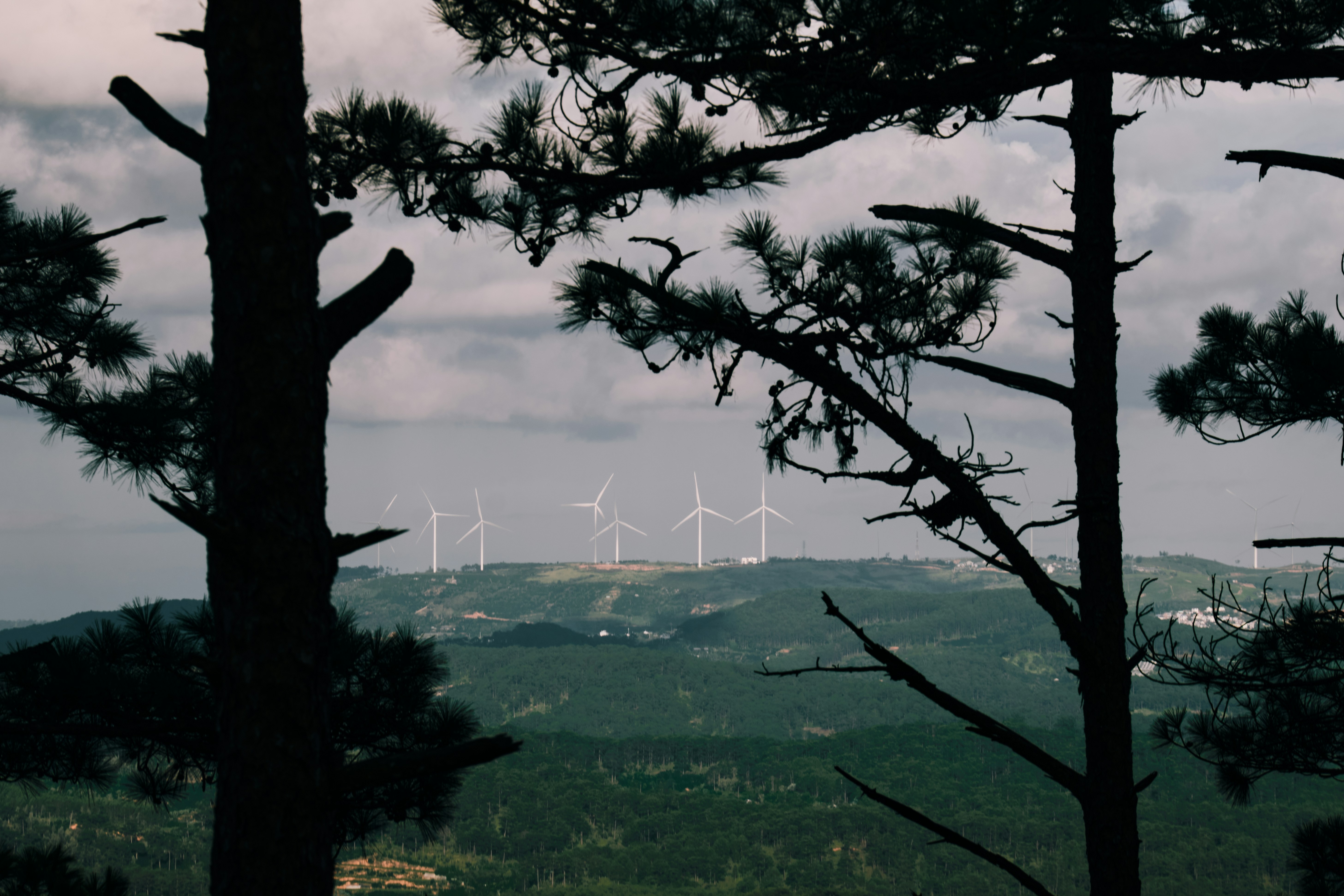 Windmills on the Horizon Framed by Pines