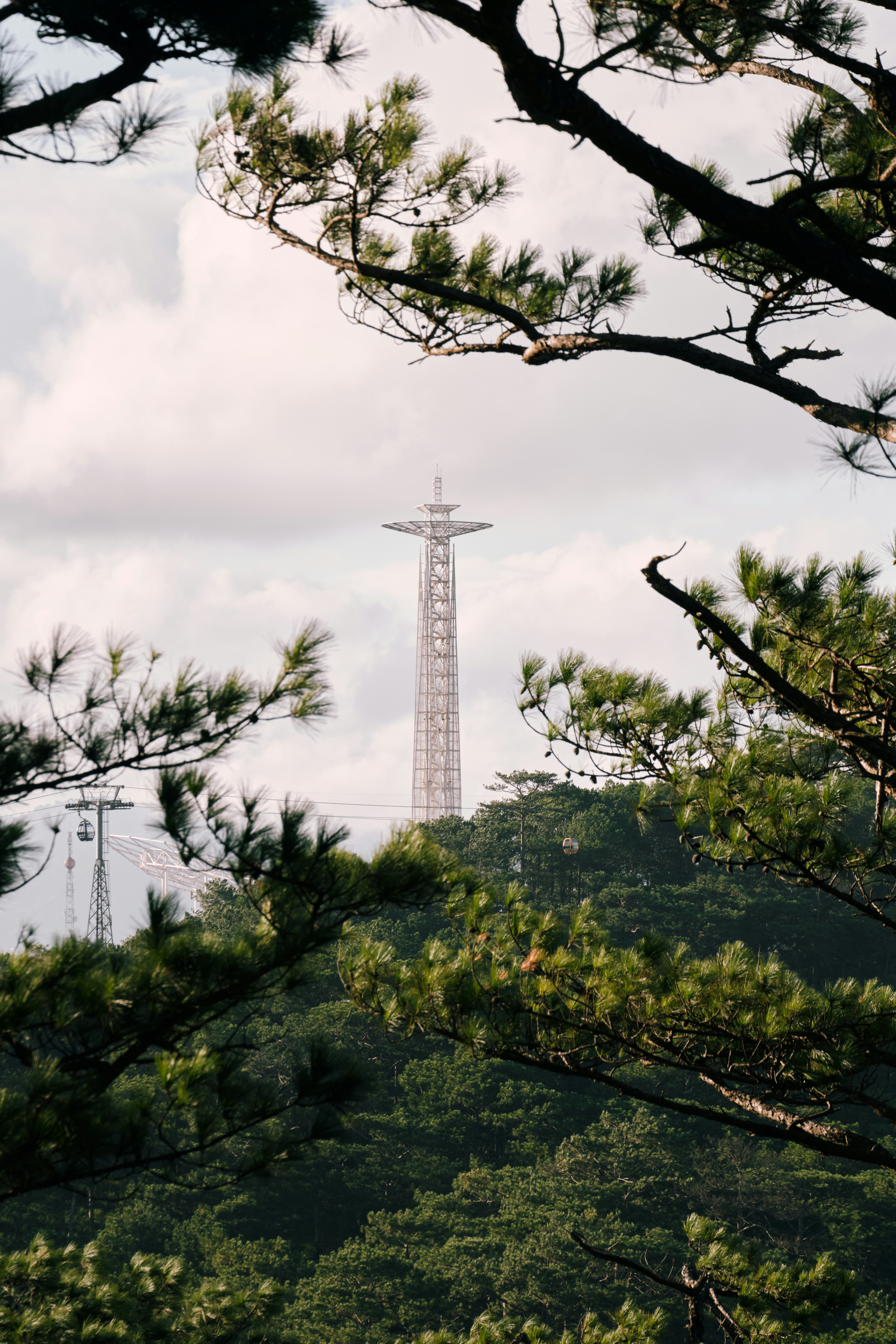 Sunlit Transmission: A Tower Serenade Through Pine Canopy