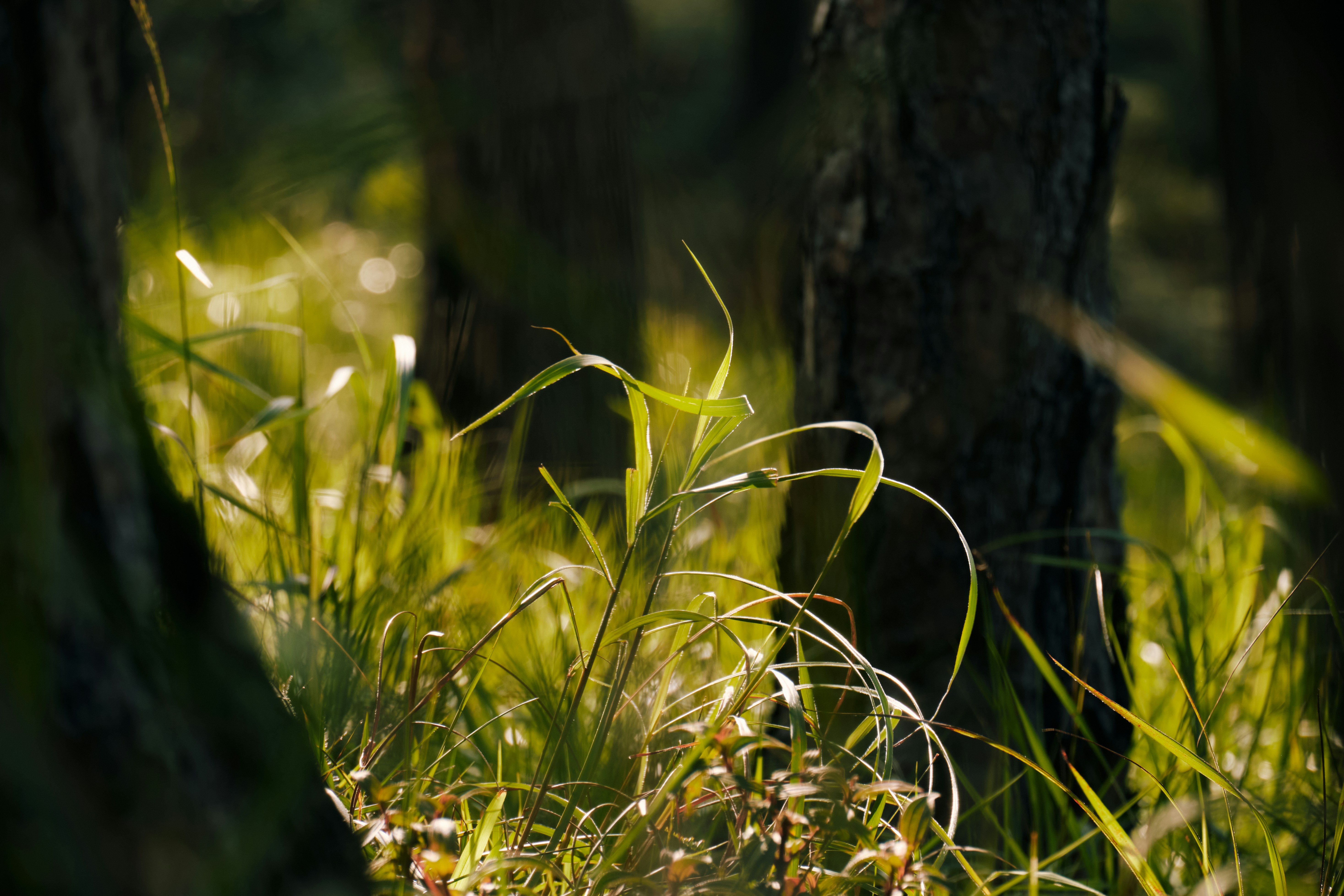Sunlit Grass Edges in a Shadowed Greenwood