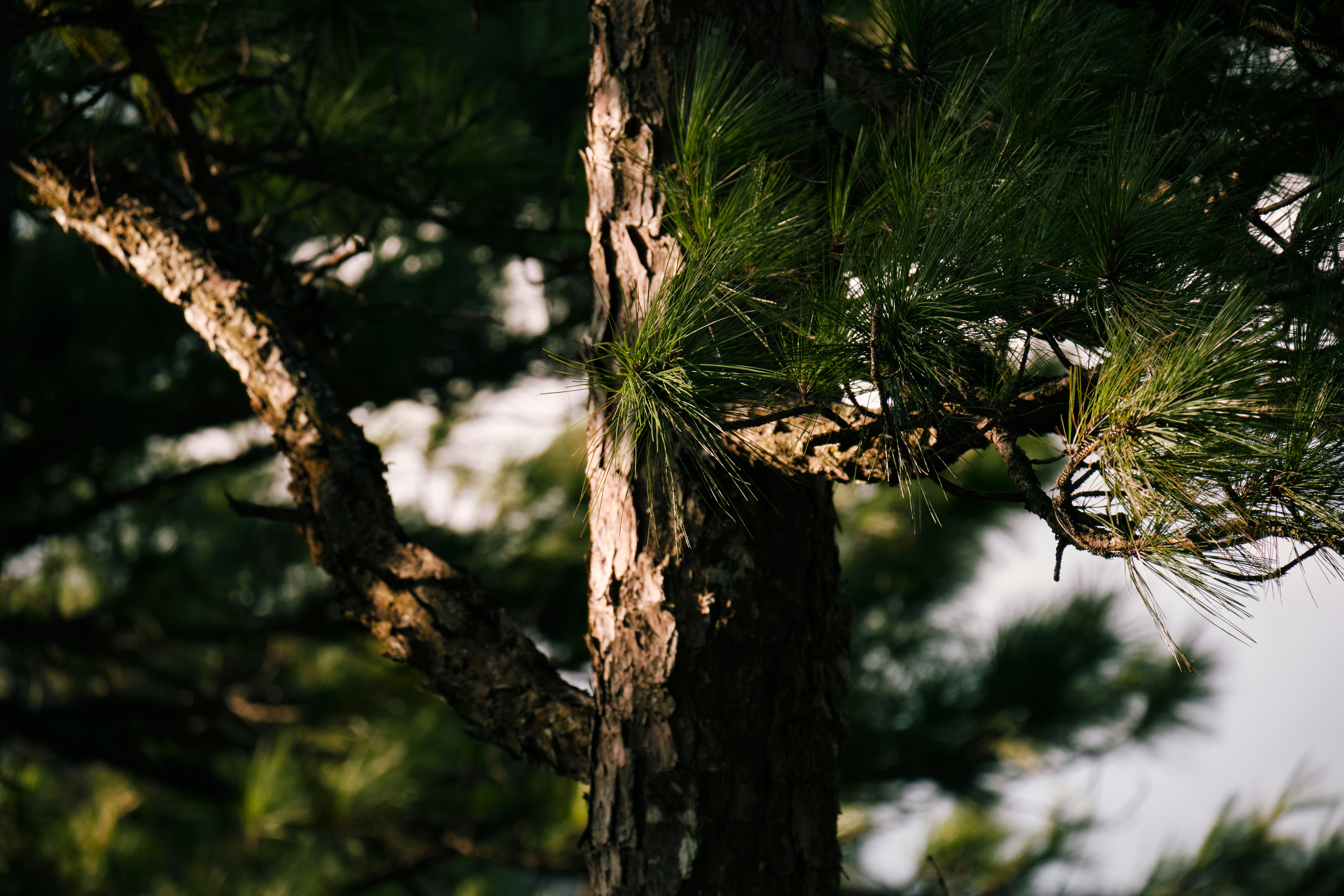 Sunlit Pine Trunk with Textured Bark and Needle Detail