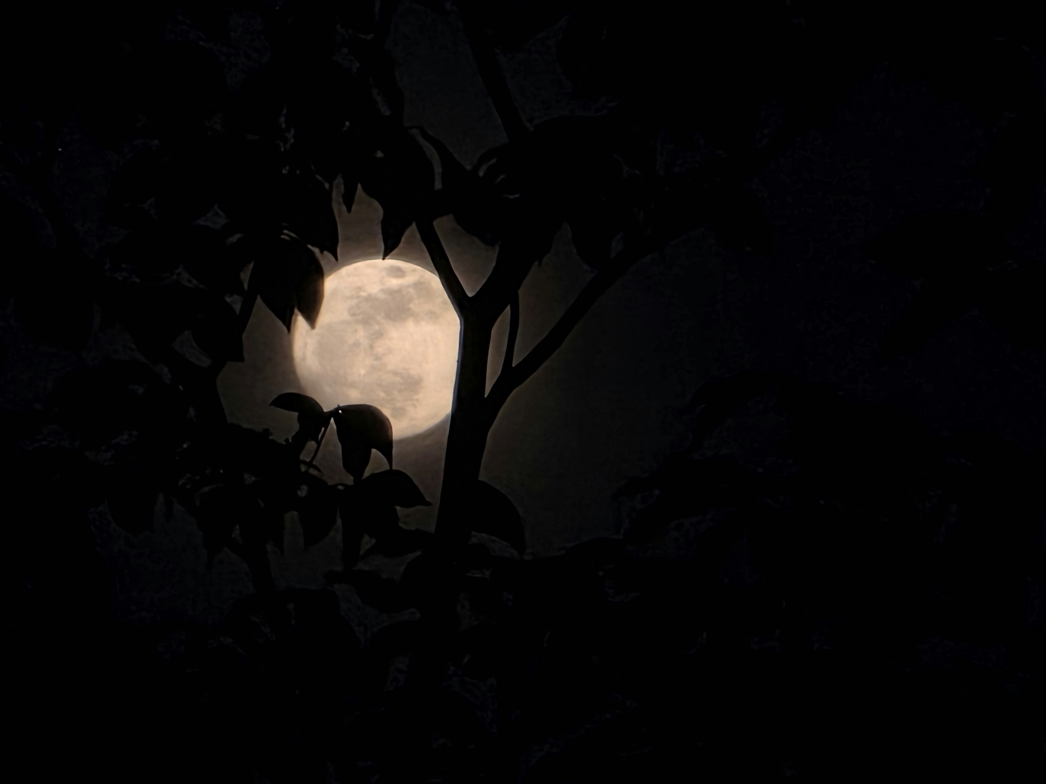 Luna Behind Silent Branches
