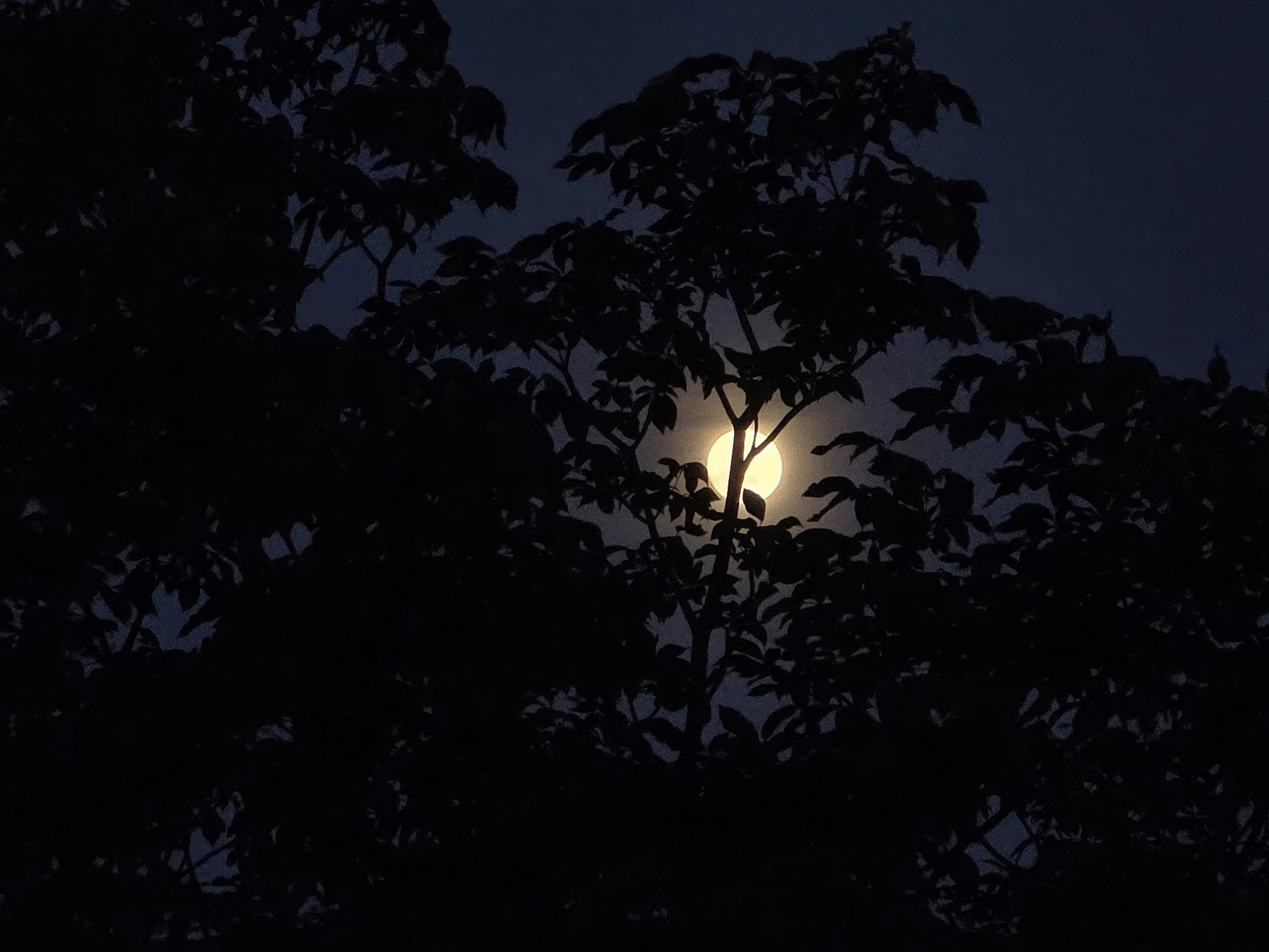 Moonlit Canopy Through Night-Shadowed Leaves
