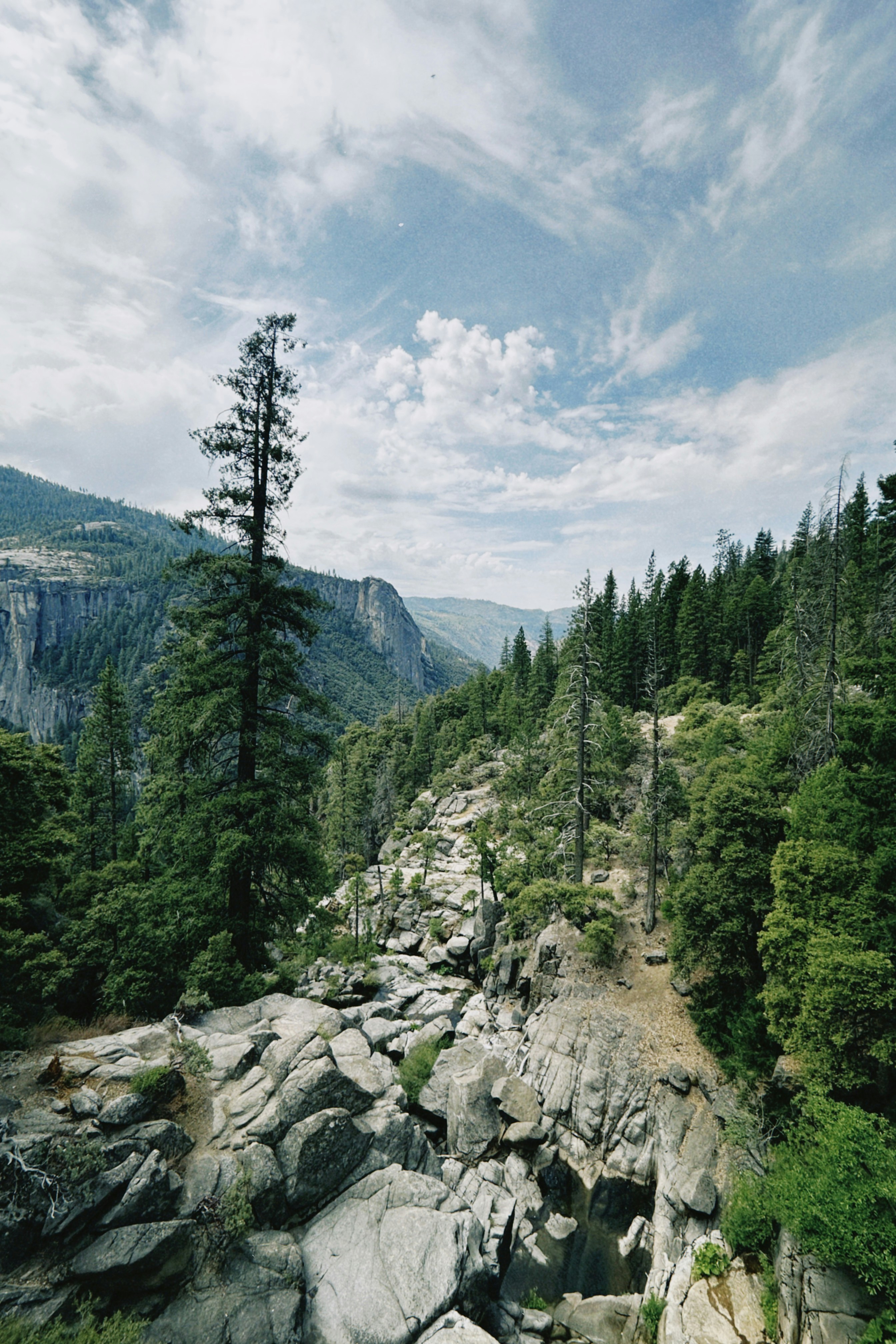 Rugged Gorge Trail Winding Through Pine Forests