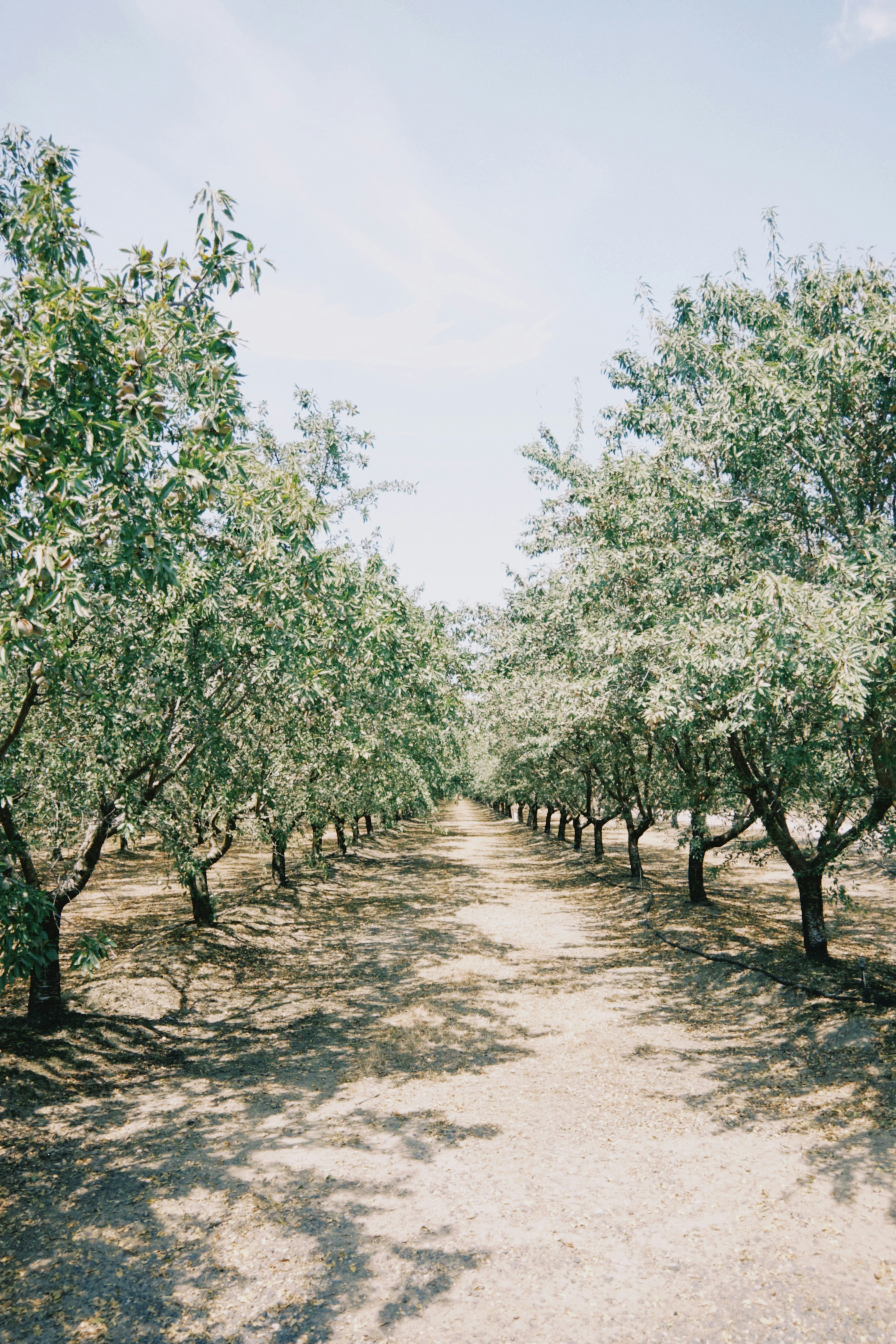 Centerline of the Orchard: A Quiet Path Through Sunlit Rows