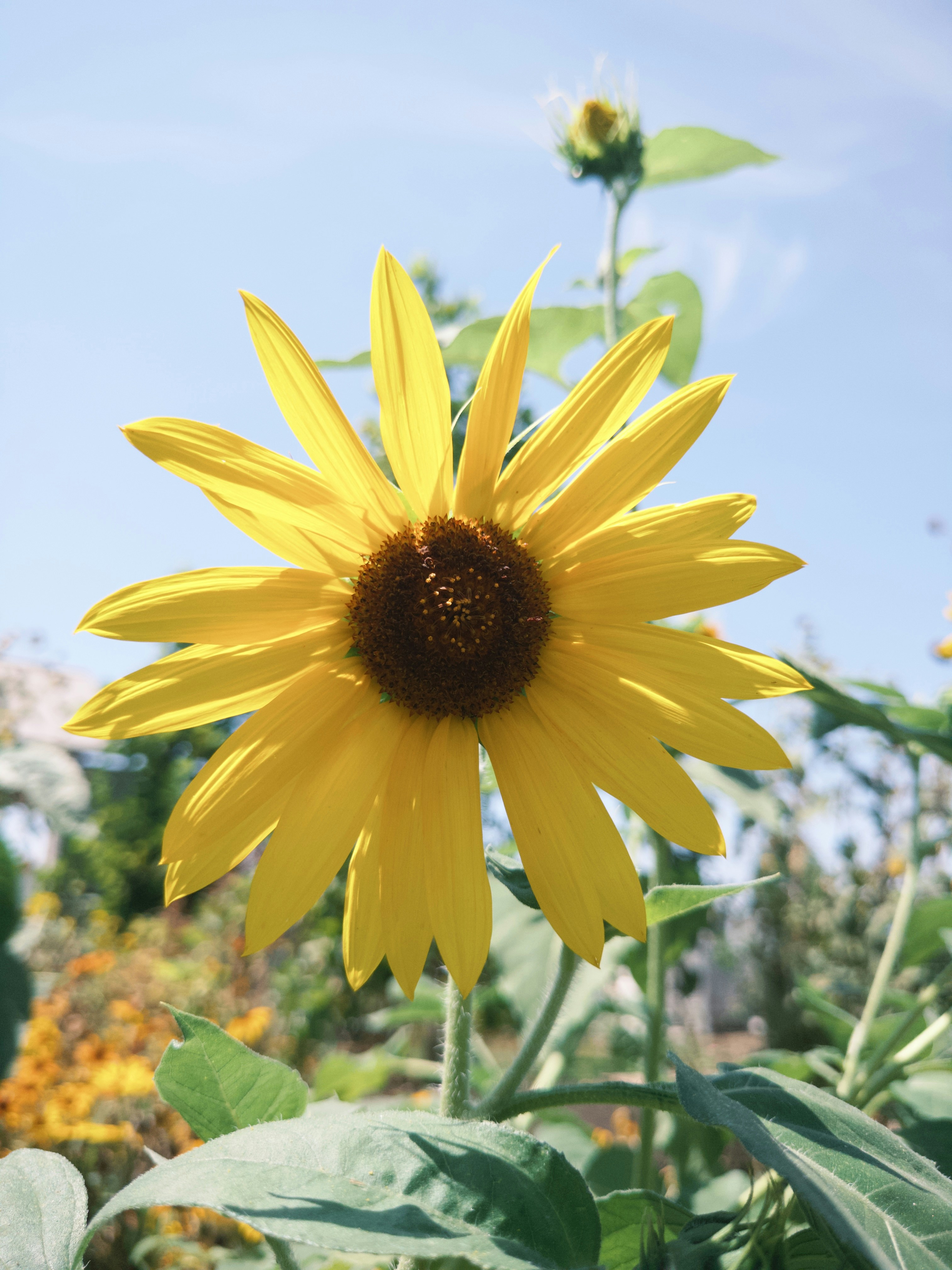 Sunflower Spotlight: Golden Disc in a Clear Summer Sky