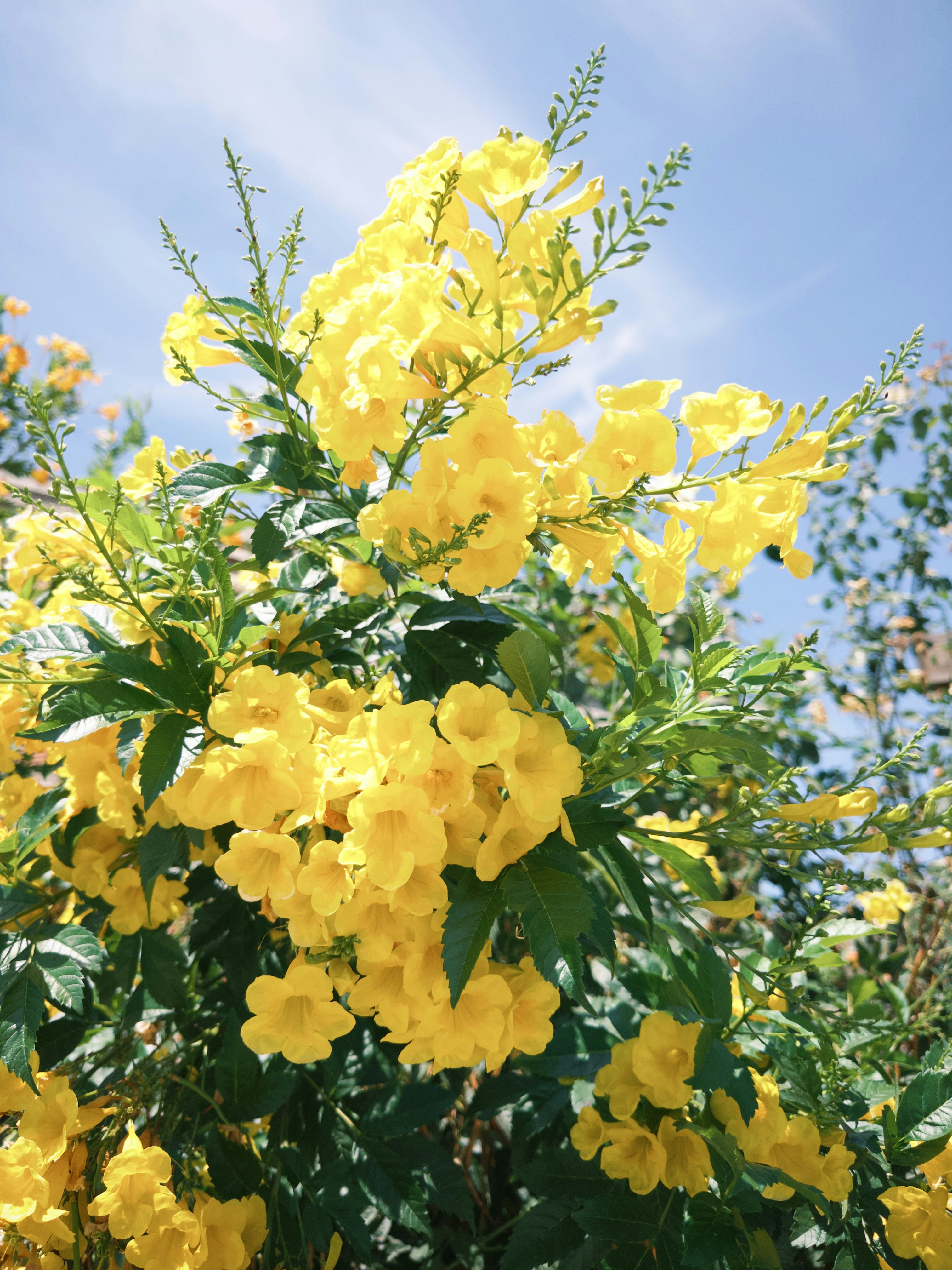 Sunlit Yellow Blooms Reaching Toward a Clear Sky